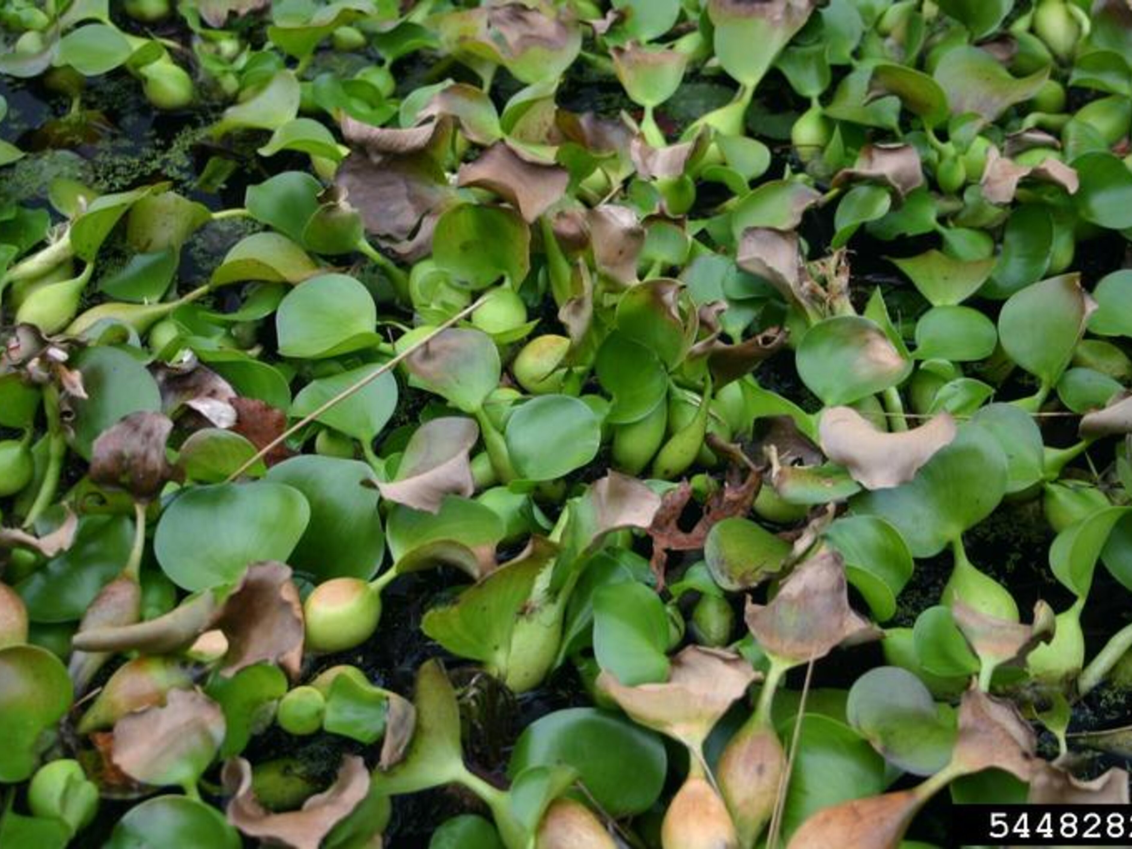 Water Hyacinth | Nebraska Invasive Species Council | Nebraska