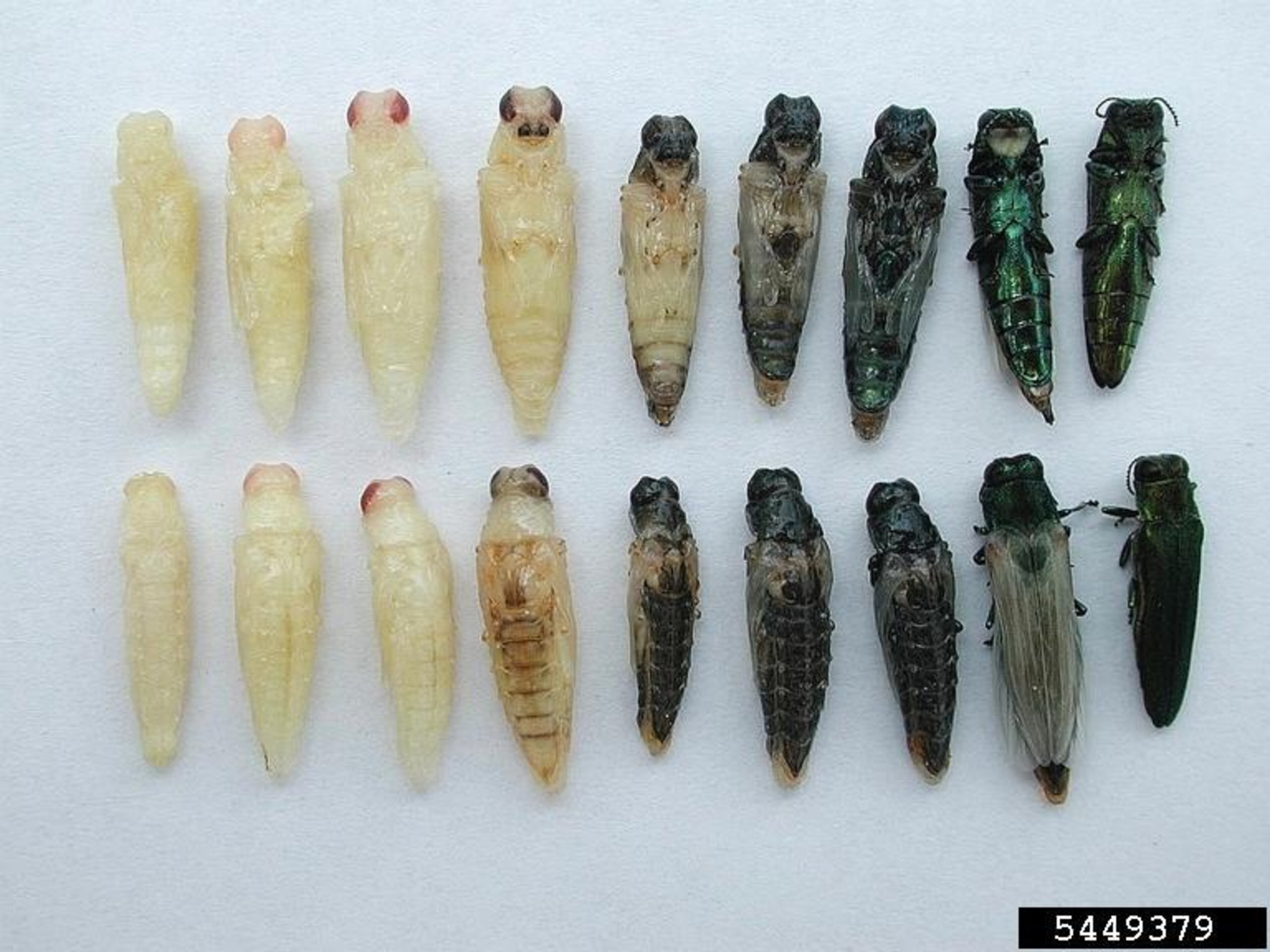 Emerald Ash Borer | Nebraska Invasive Species Council | Nebraska