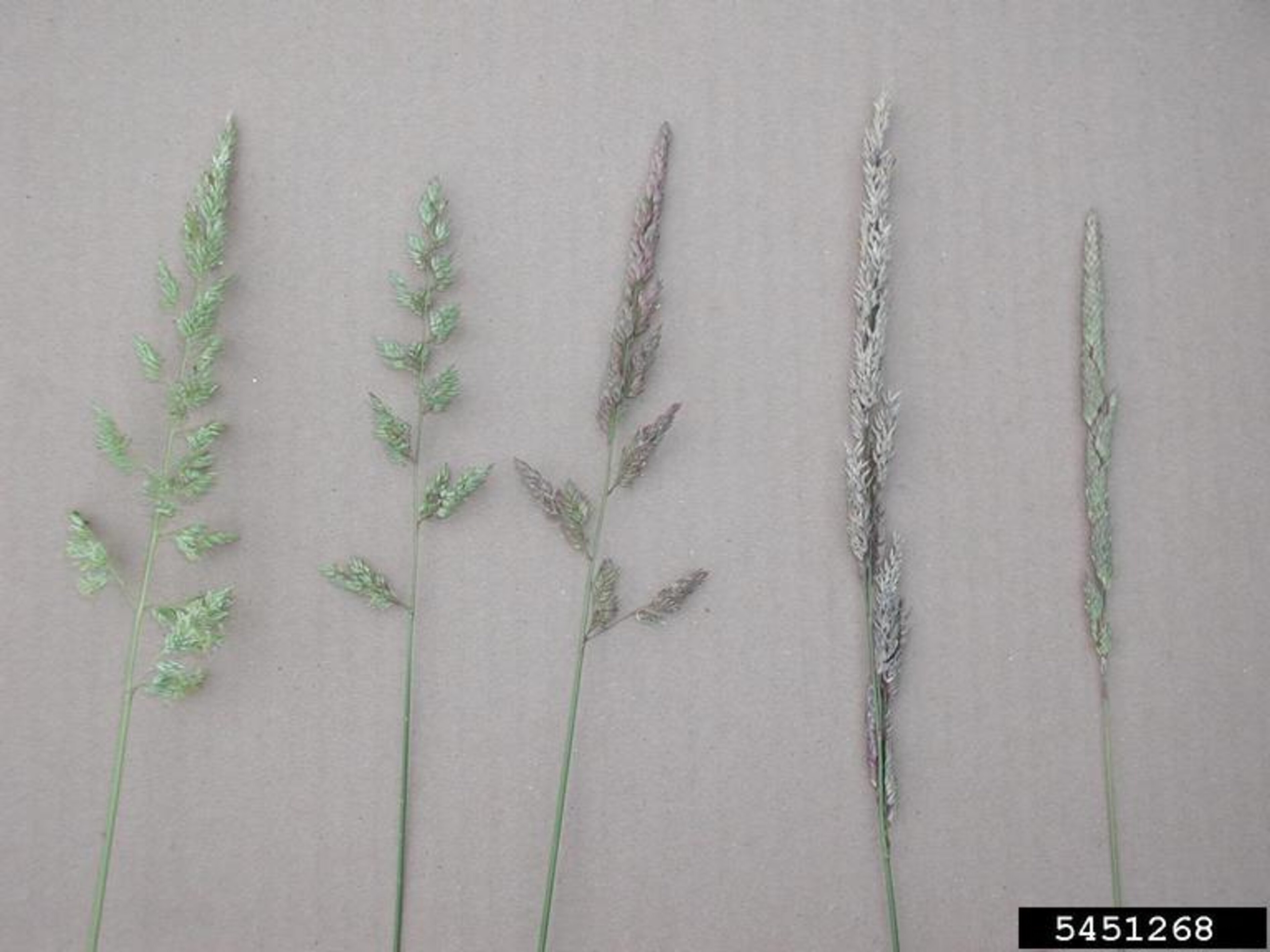 Reed Canary Grass | Nebraska Invasive Species Council | Nebraska