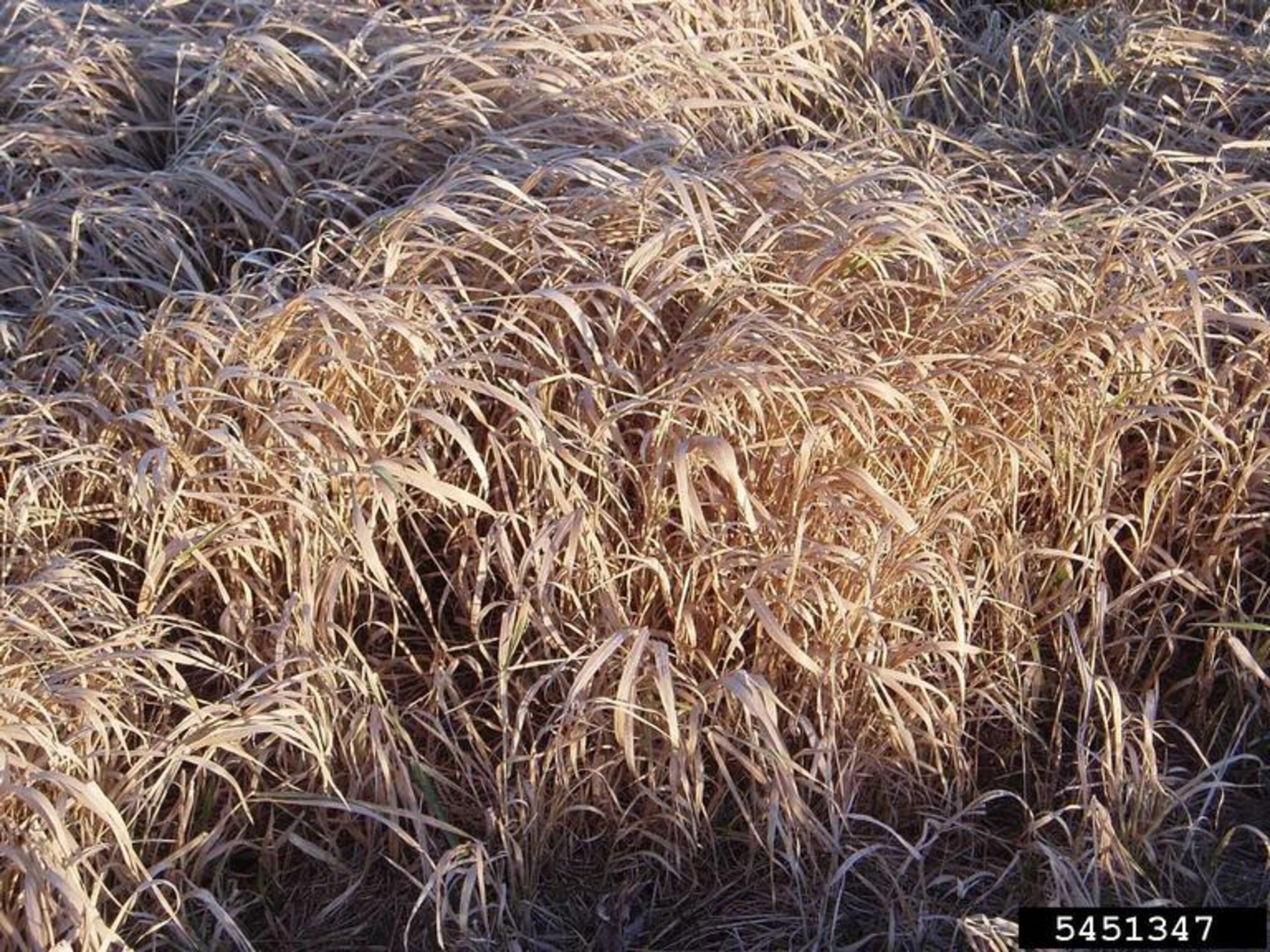 Reed Canary Grass | Nebraska Invasive Species Council | Nebraska