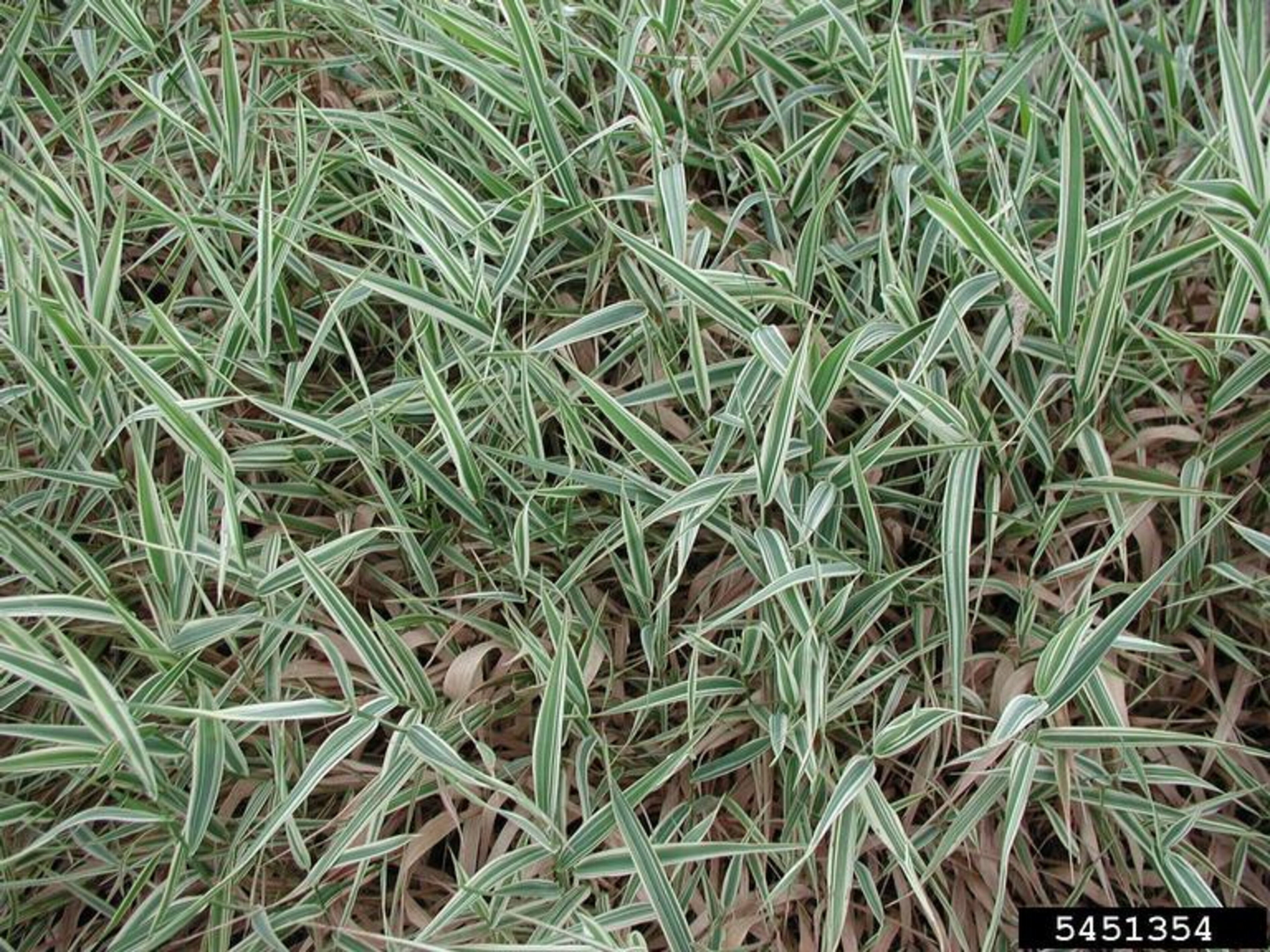 Reed Canary Grass | Nebraska Invasive Species Council | Nebraska