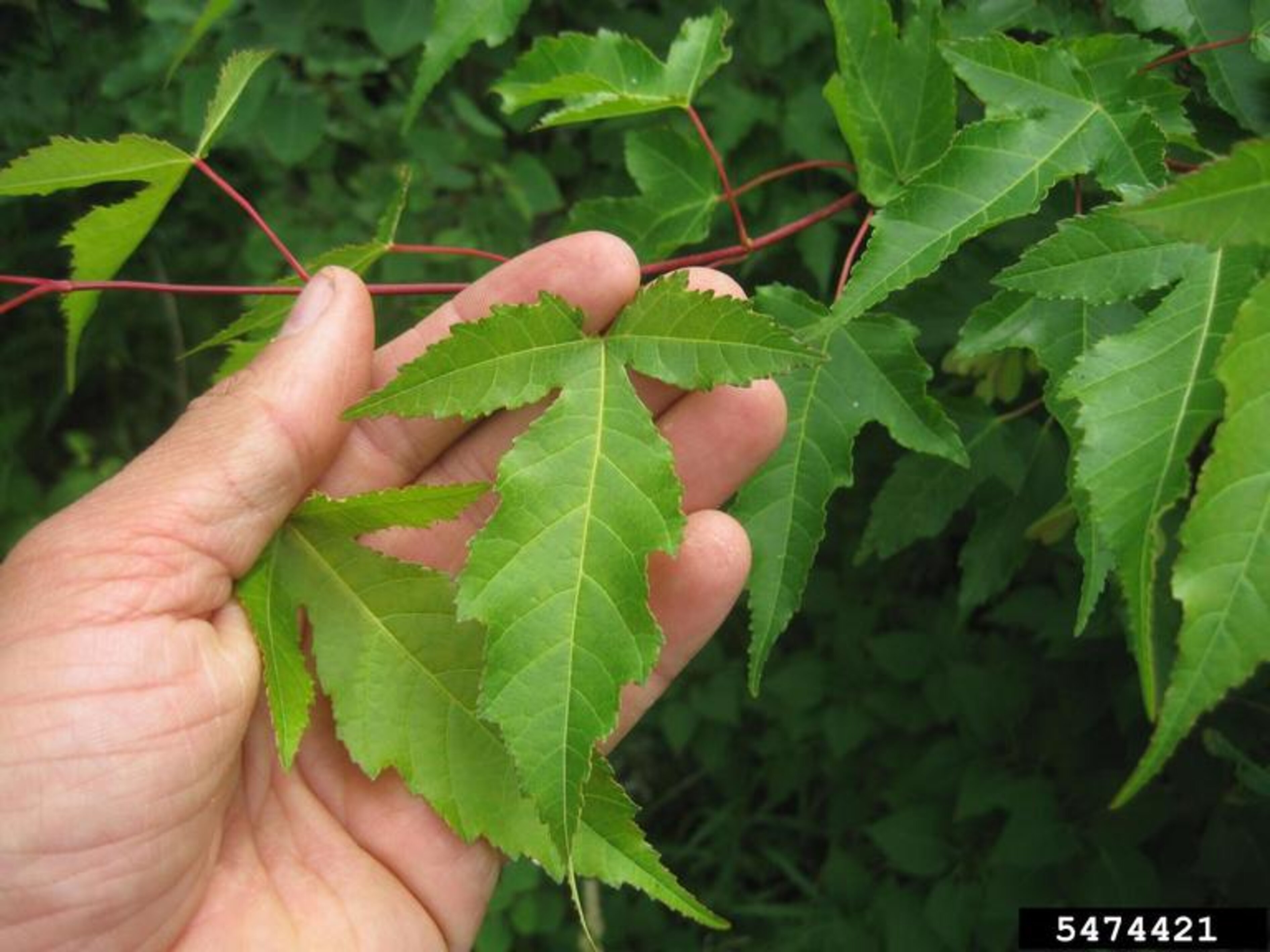 Amur Maple | Nebraska Invasive Species Council | Nebraska