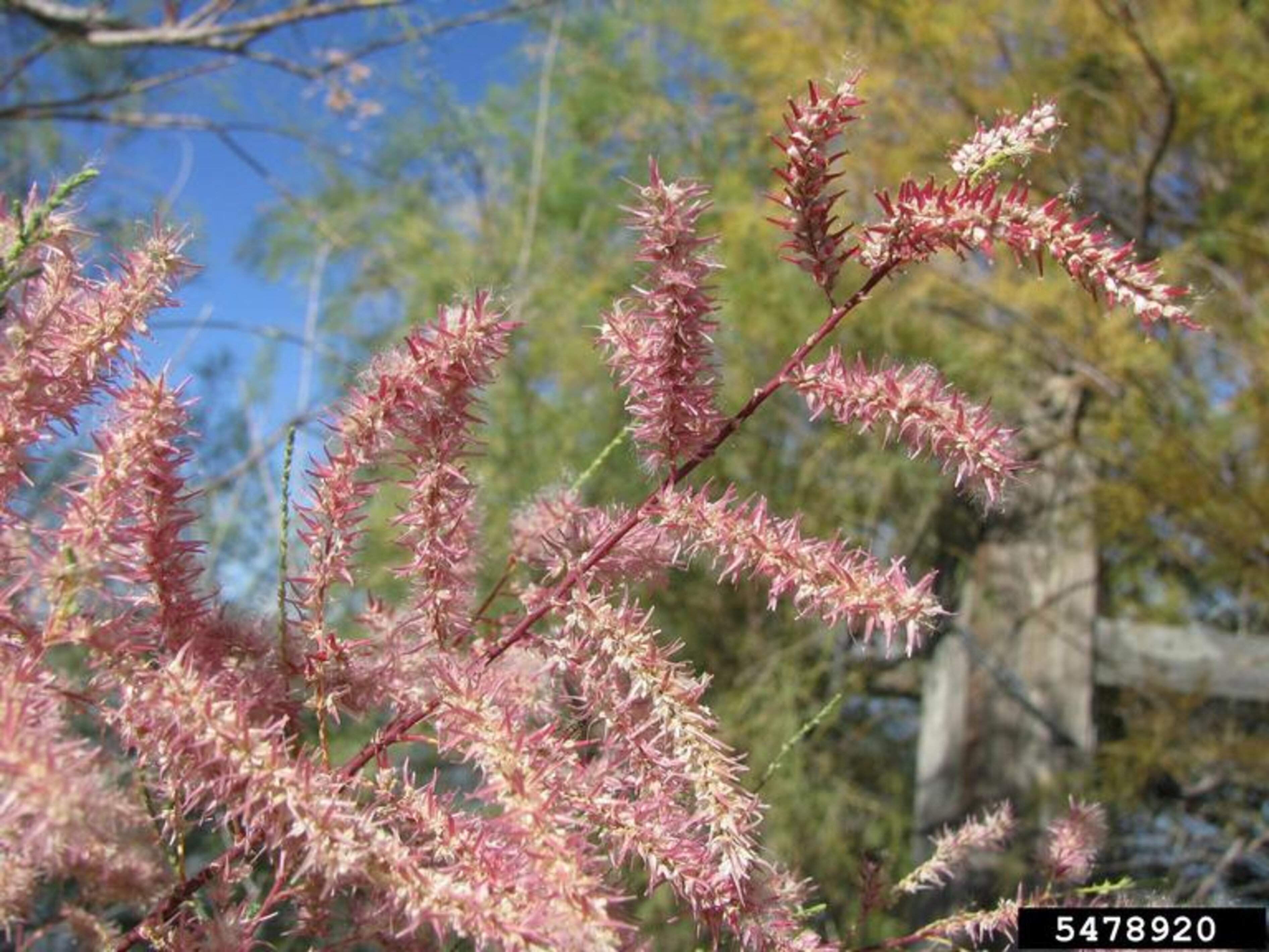 Saltcedar | Nebraska Invasive Species Council | Nebraska