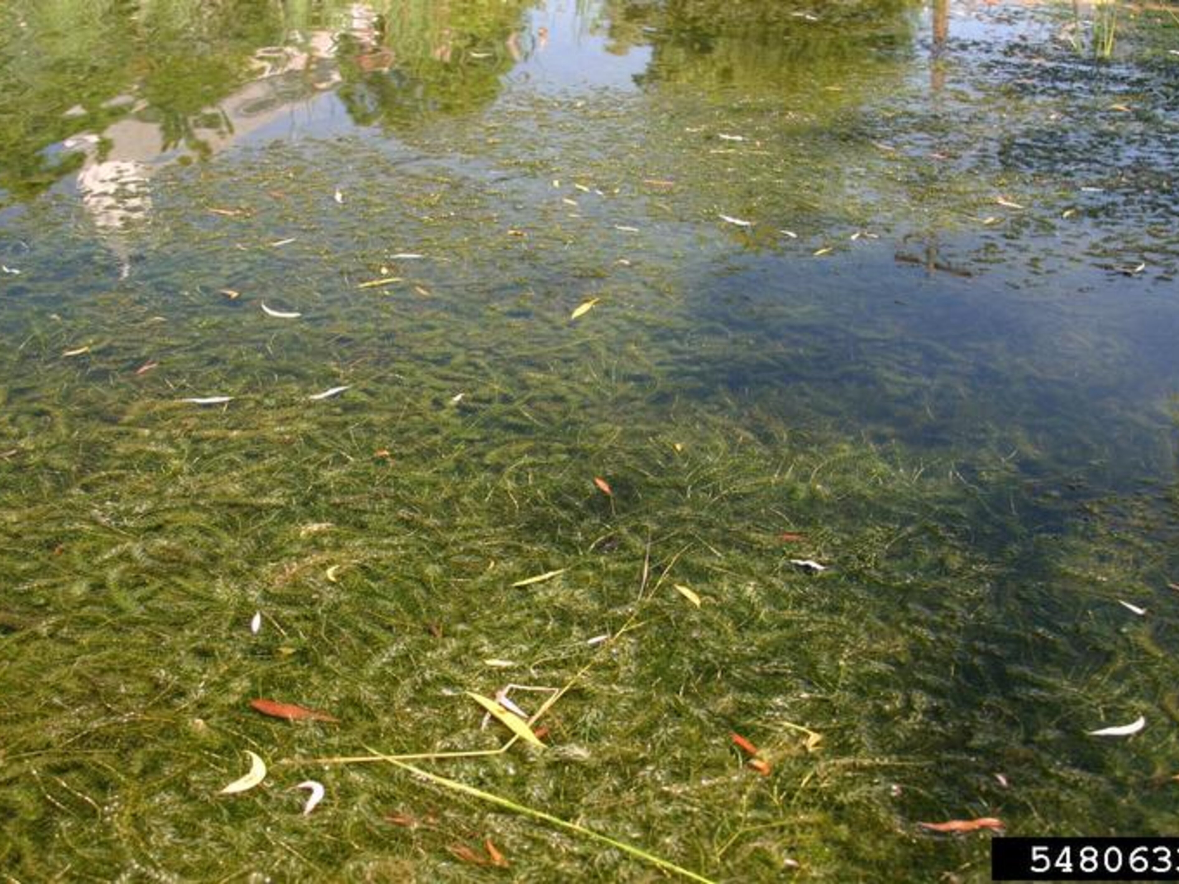 Hydrilla | Nebraska Invasive Species Council | Nebraska