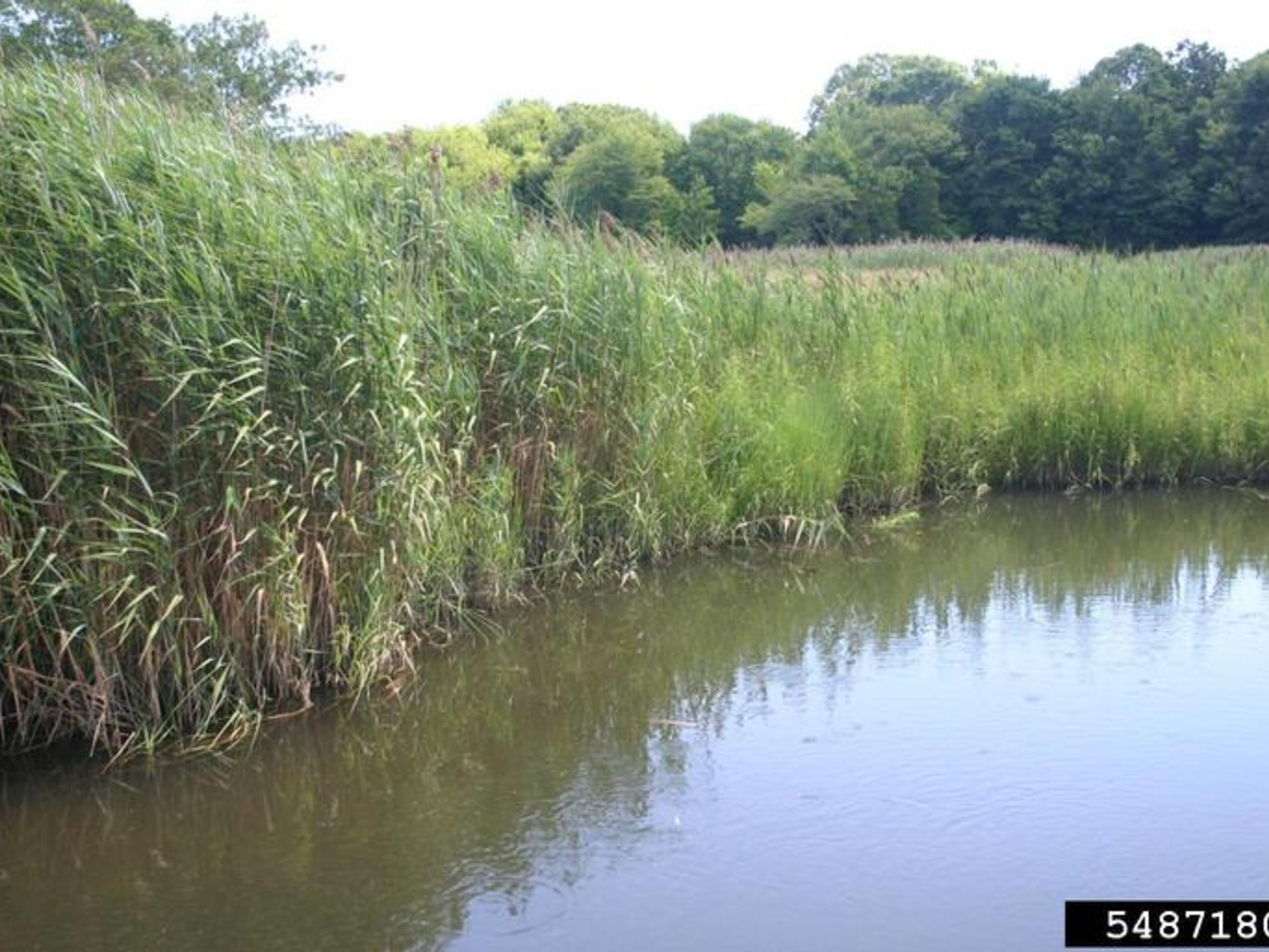 Common Reed | Nebraska Invasive Species Council | Nebraska