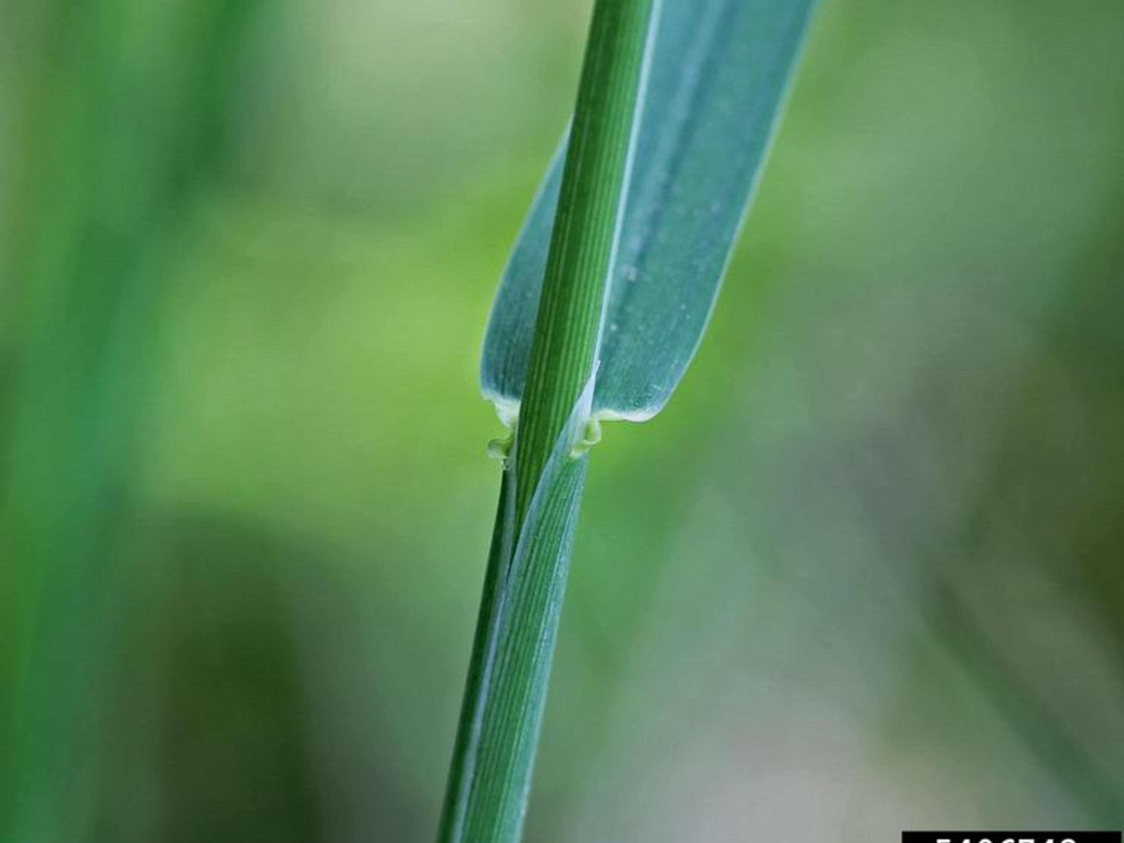Reed Canary Grass | Nebraska Invasive Species Council | Nebraska