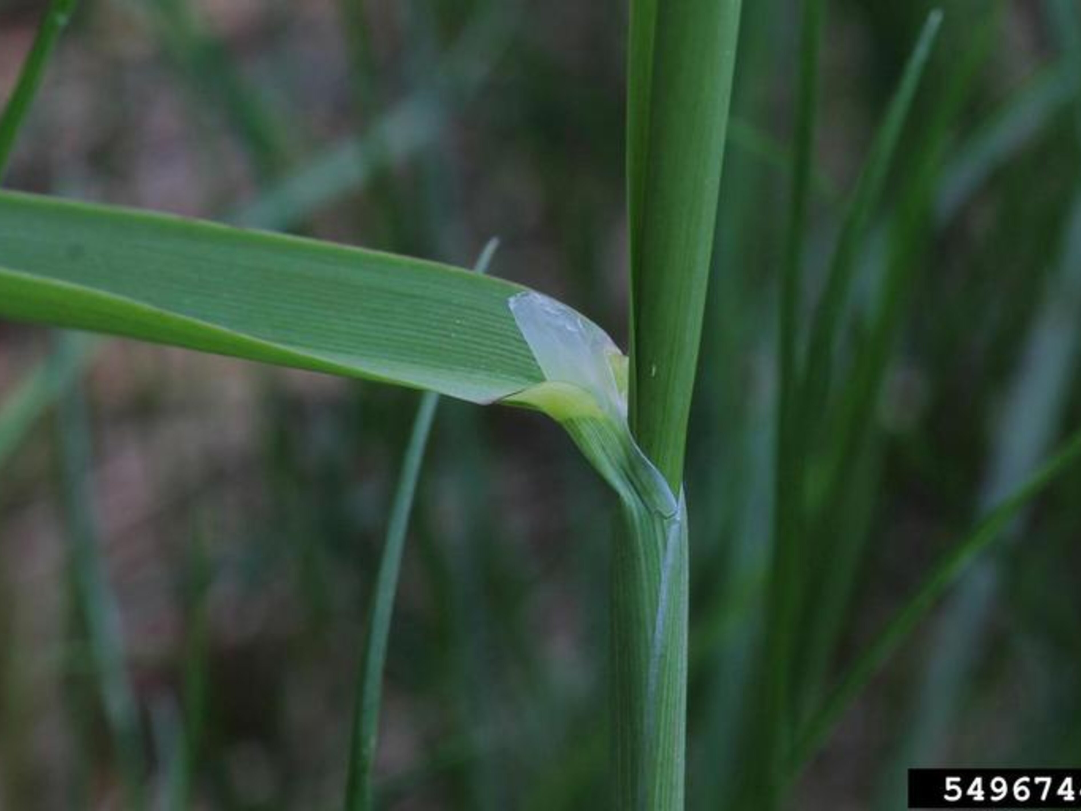 Reed Canary Grass | Nebraska Invasive Species Council | Nebraska