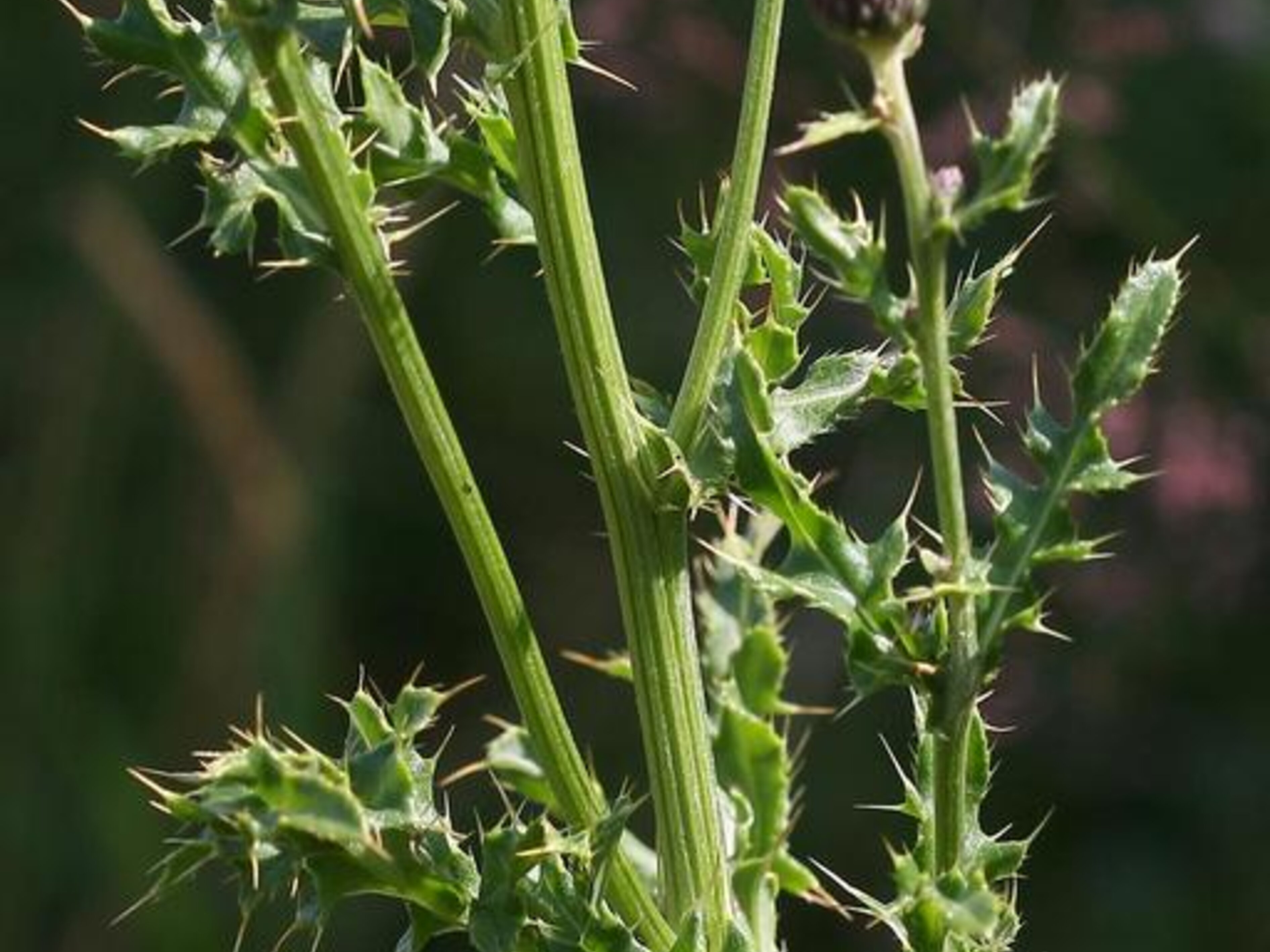 Canada Thistle | Nebraska Invasive Species Council | Nebraska