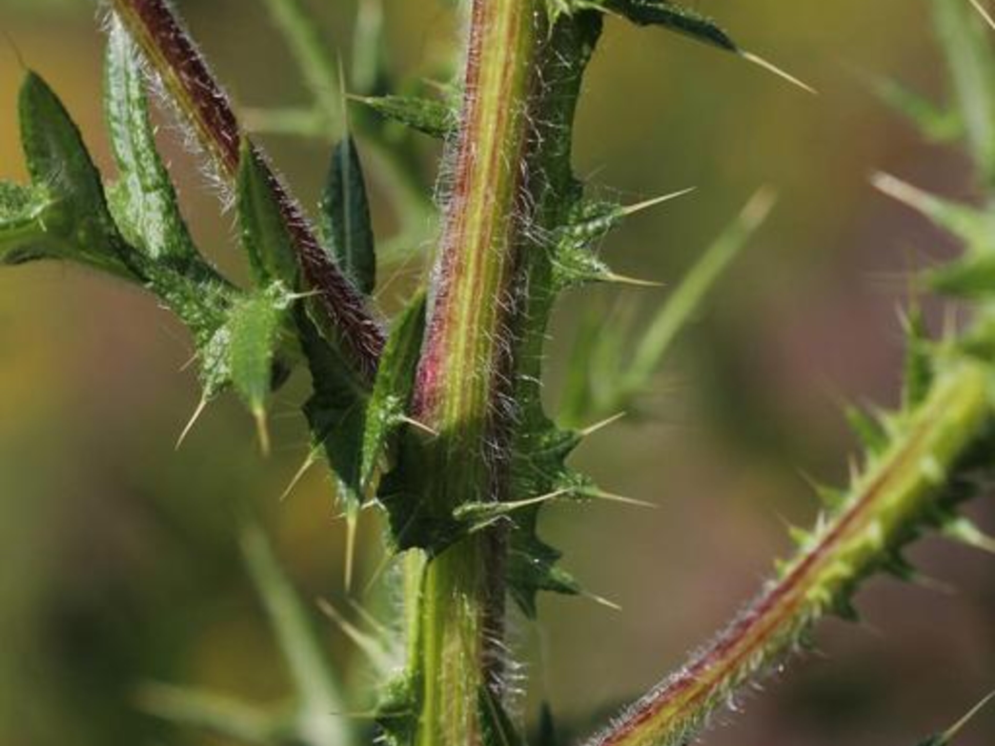Bull Thistle | Nebraska Invasive Species Council | Nebraska