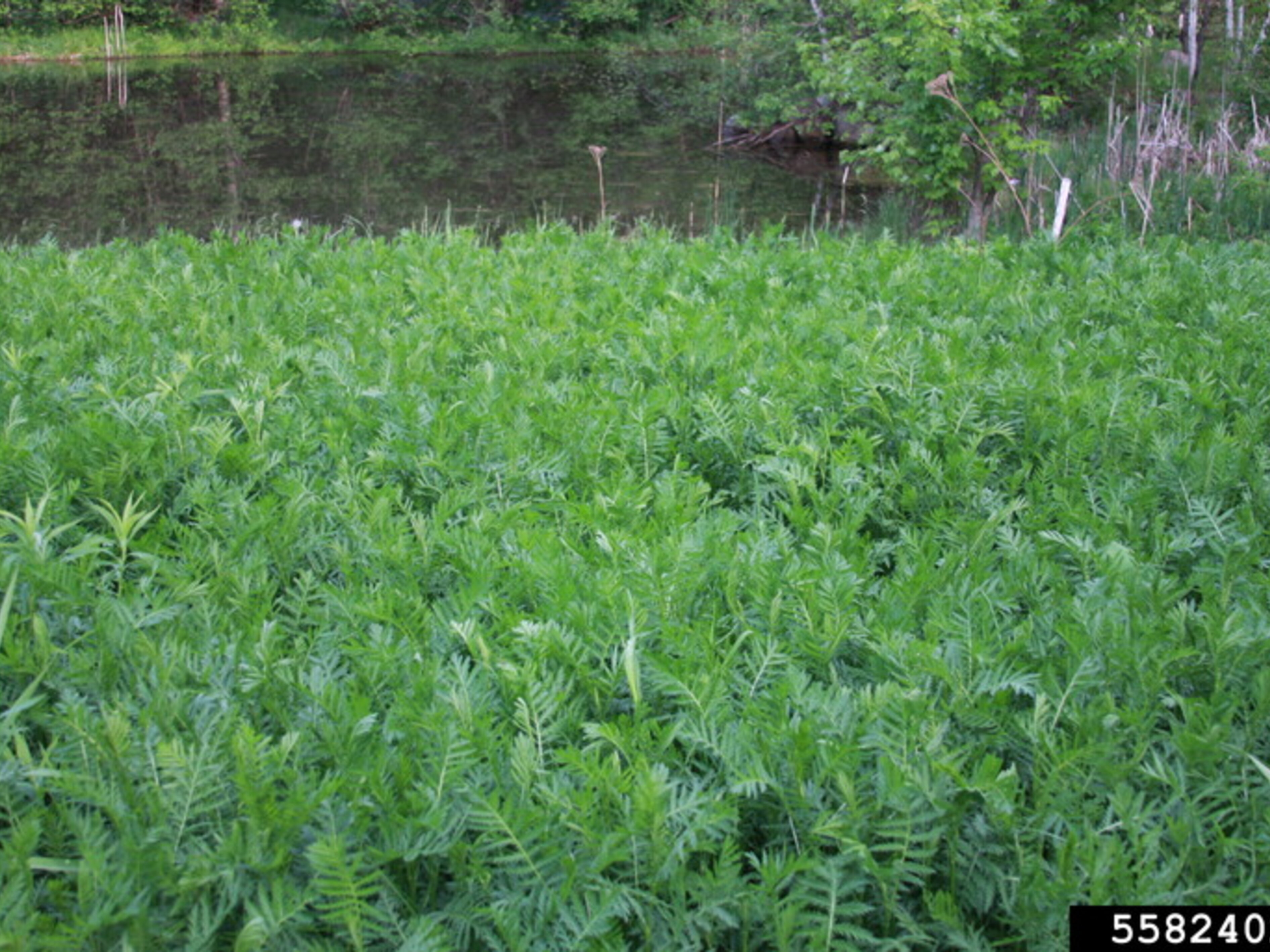 Common Tansy | Nebraska Invasive Species Council | Nebraska
