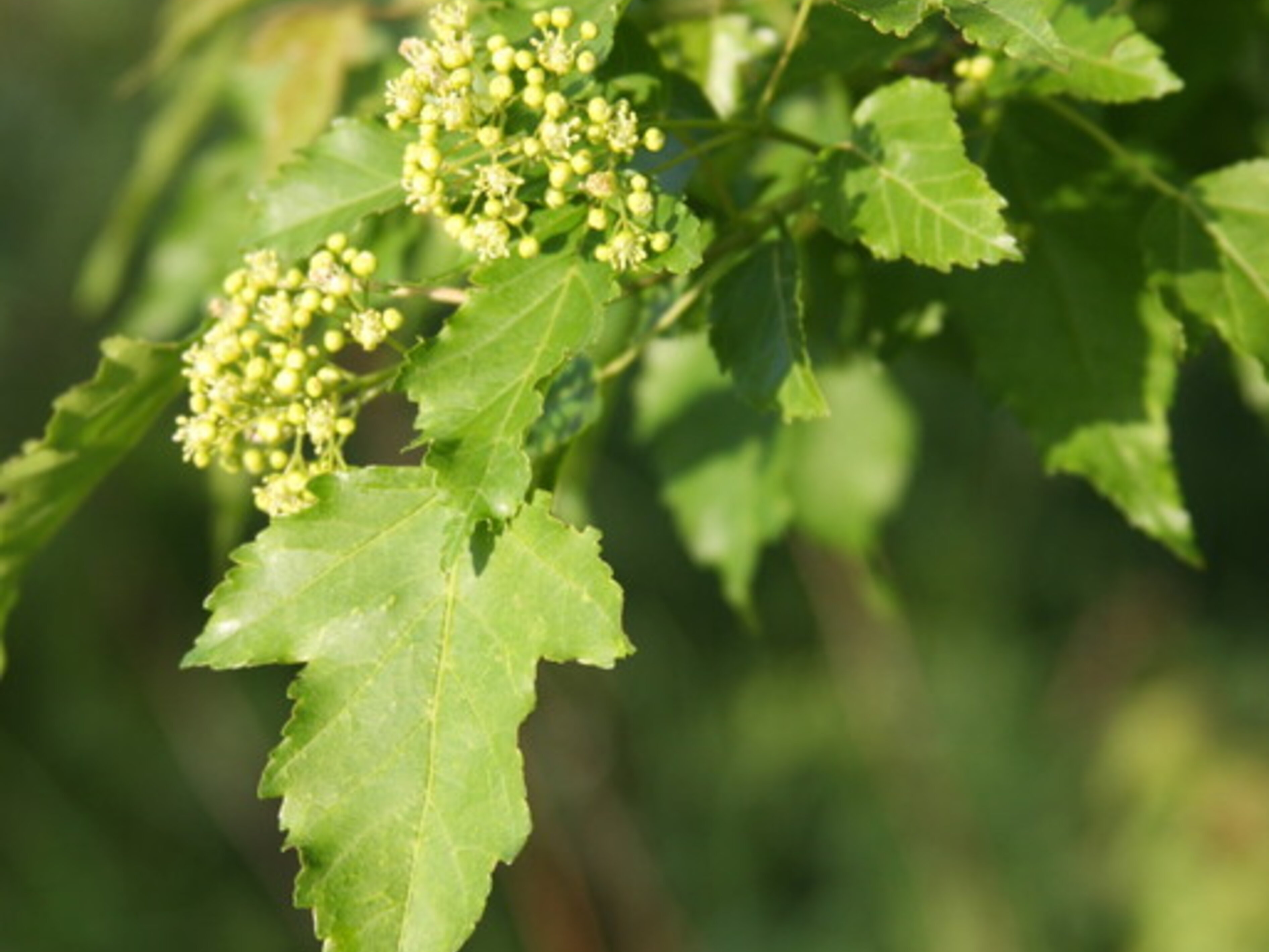 Amur Maple | Nebraska Invasive Species Council | Nebraska
