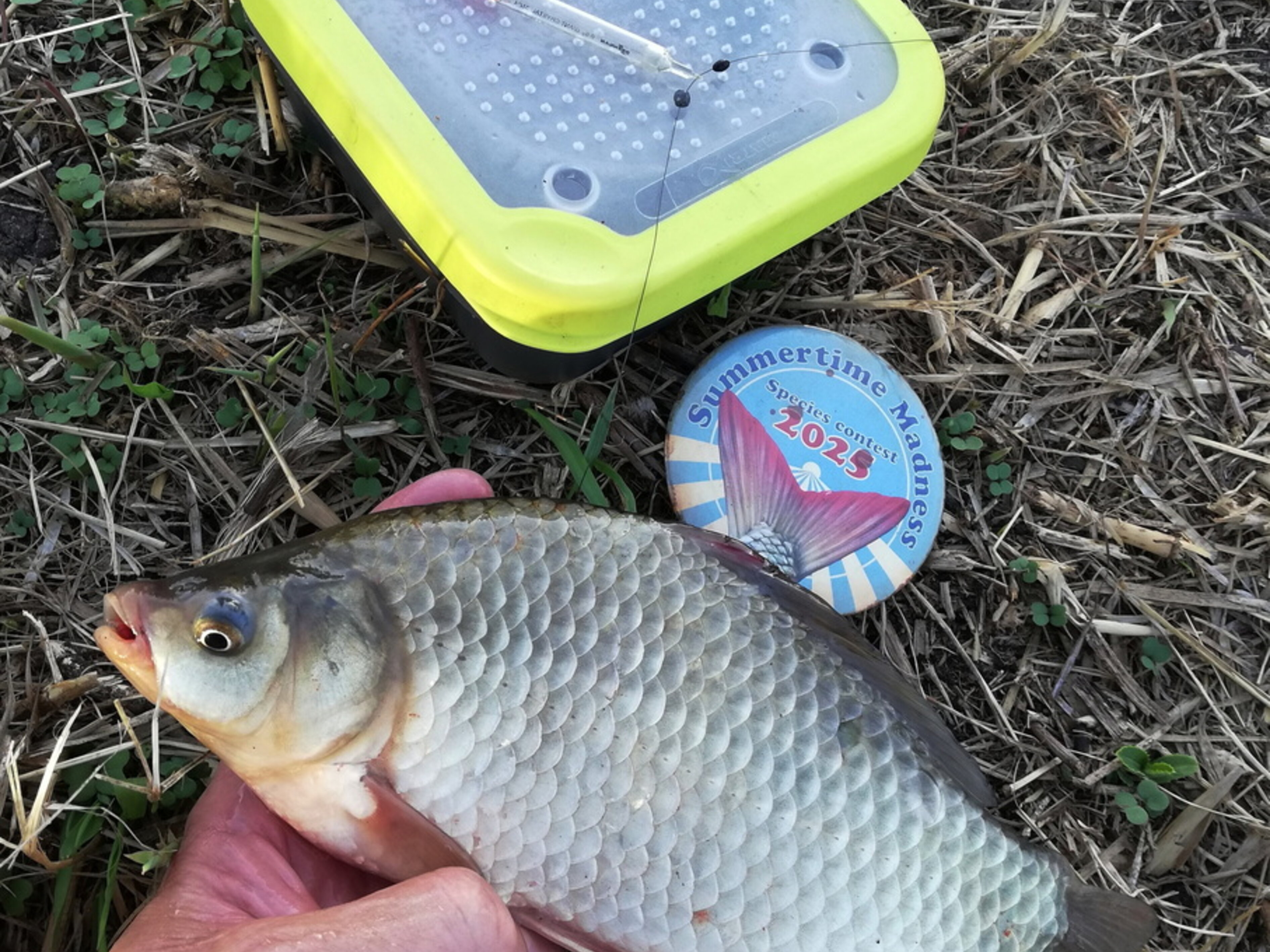 Golden Carp | Nebraska Invasive Species Council | Nebraska