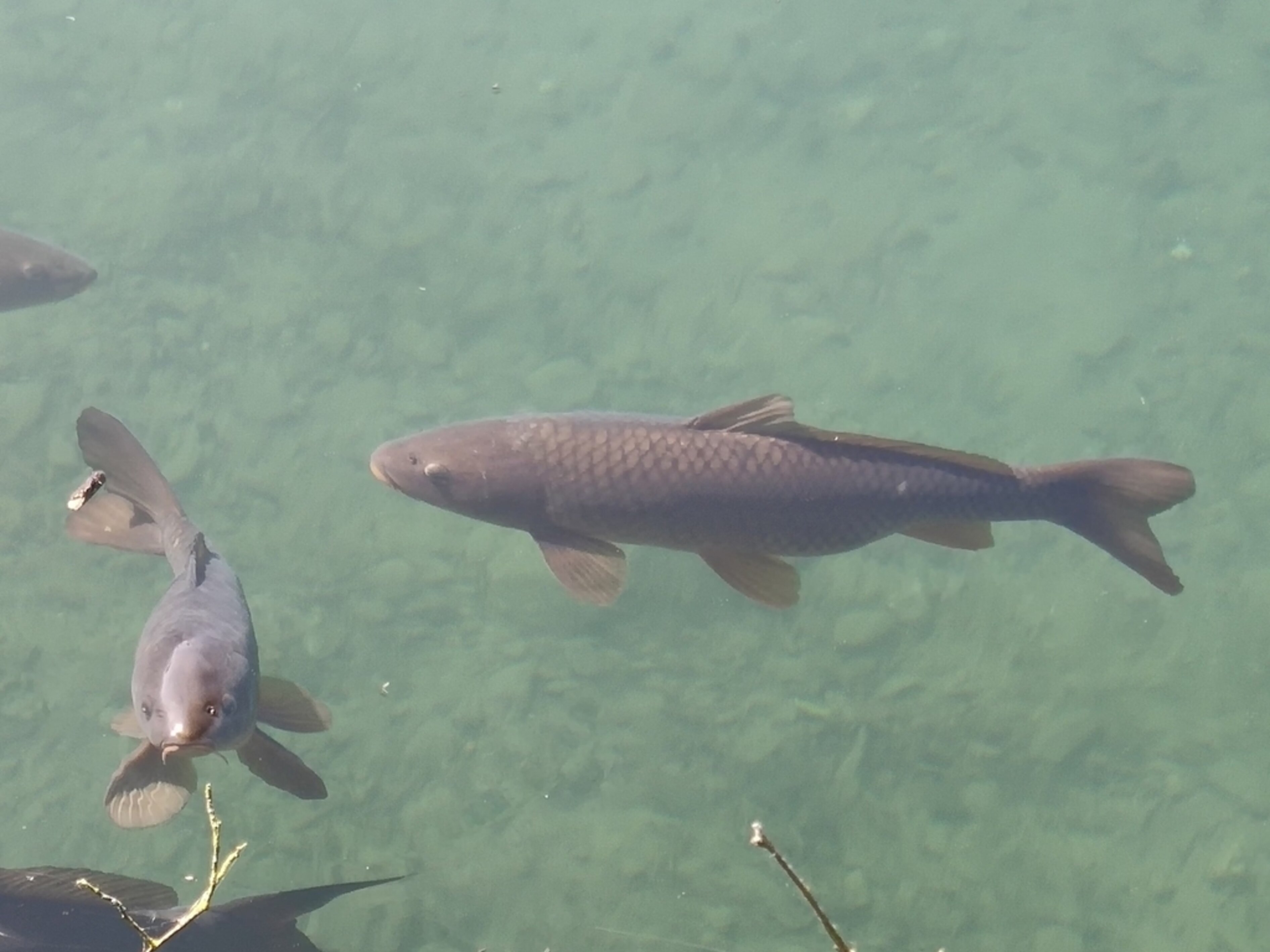 Common Carp | Nebraska Invasive Species Council | Nebraska