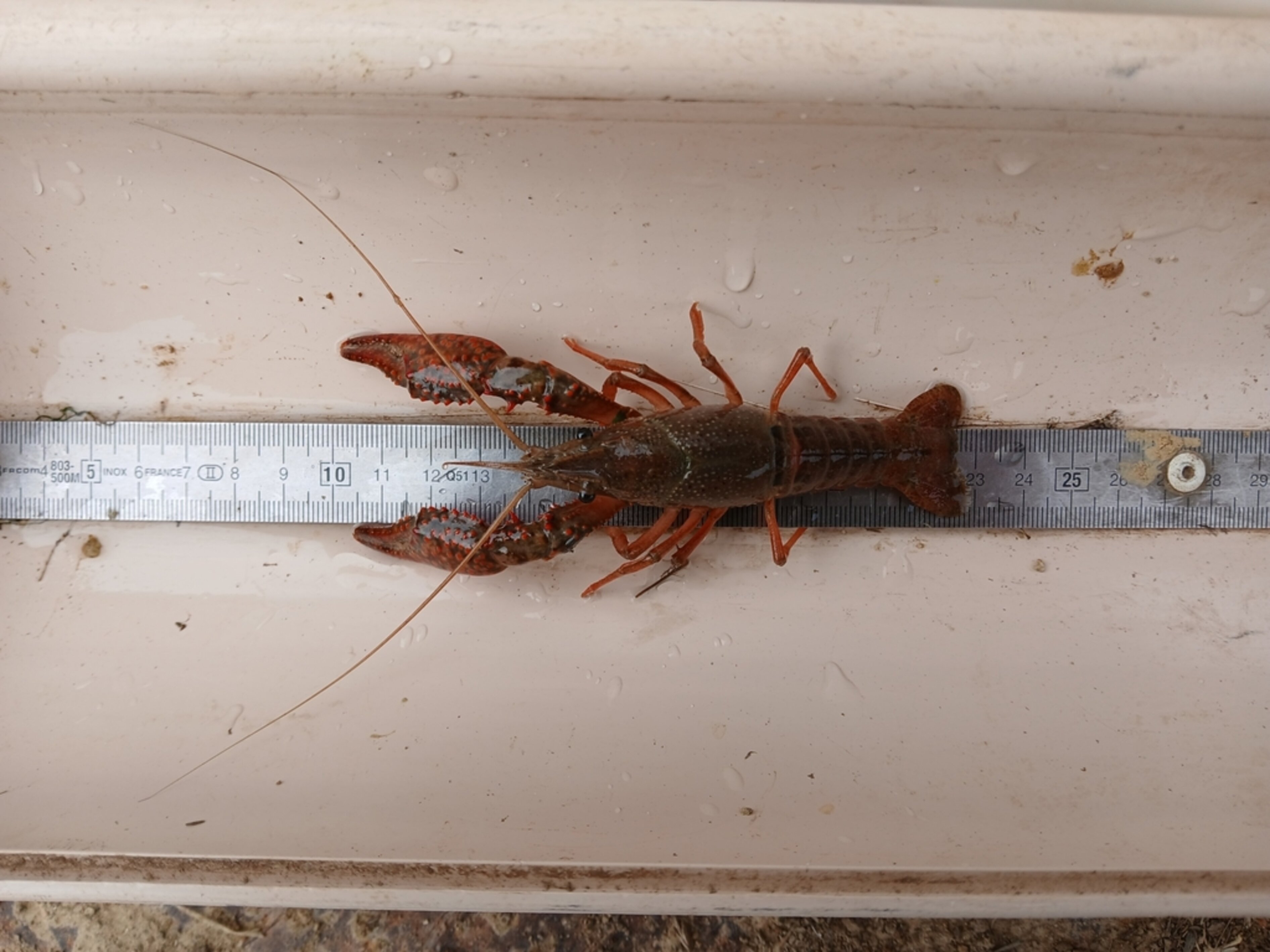 Red Swamp Crayfish | Nebraska Invasive Species Council | Nebraska