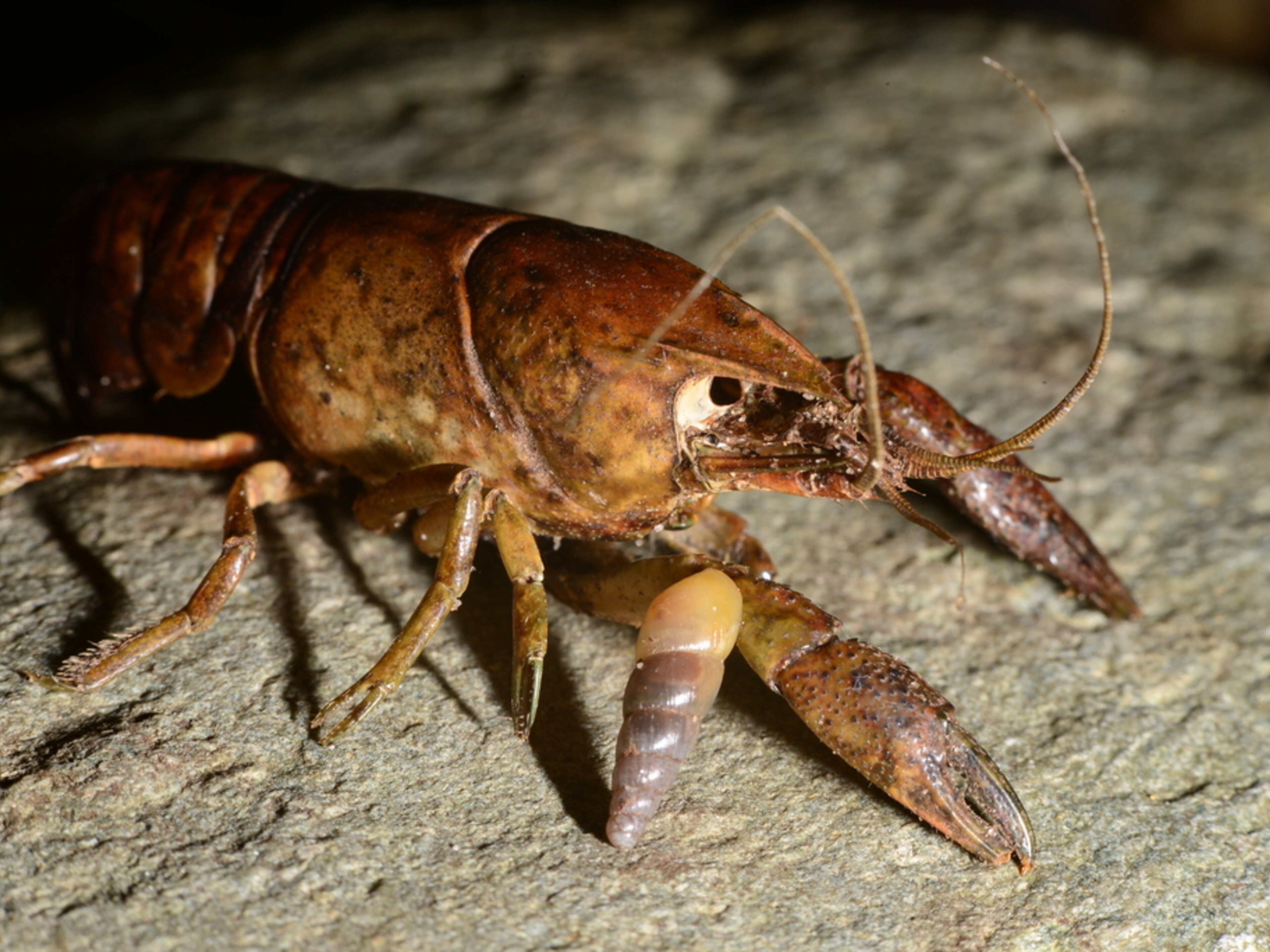 Marbled Crayfish | Nebraska Invasive Species Council | Nebraska
