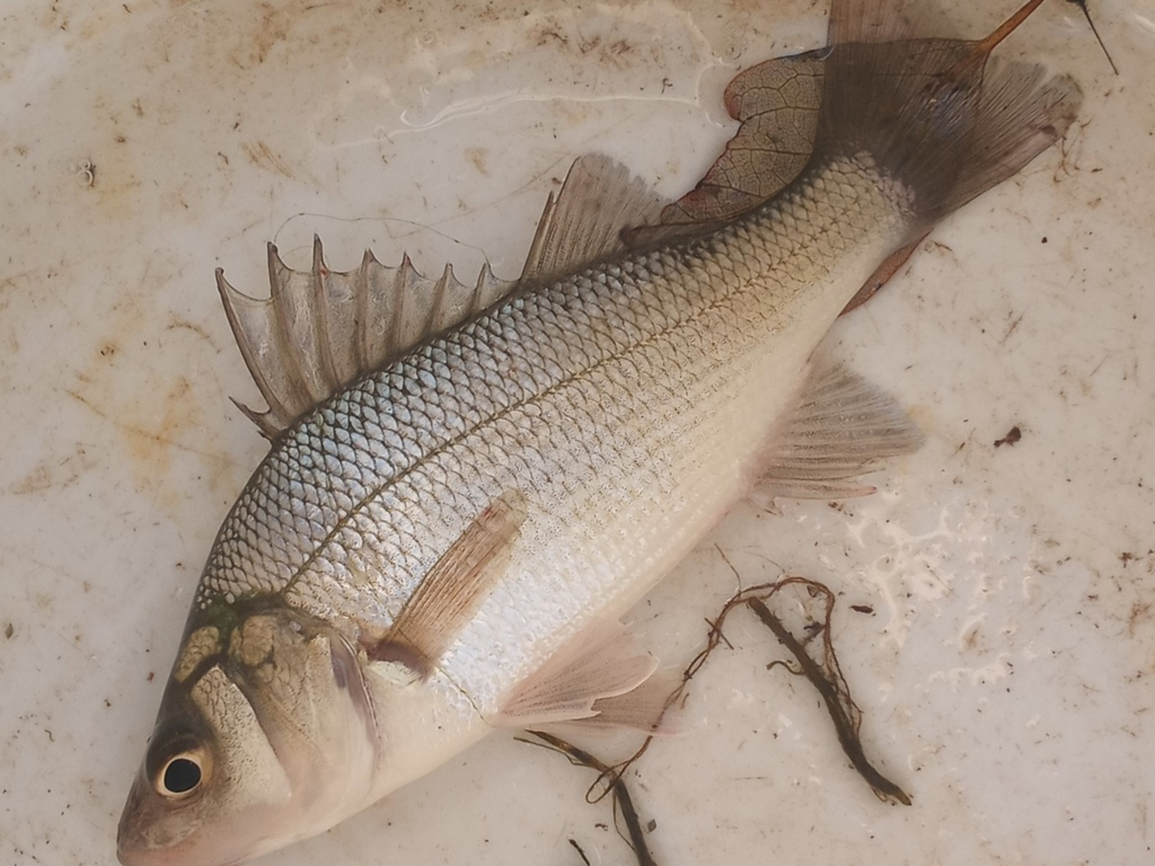 White Perch | Nebraska Invasive Species Council | Nebraska