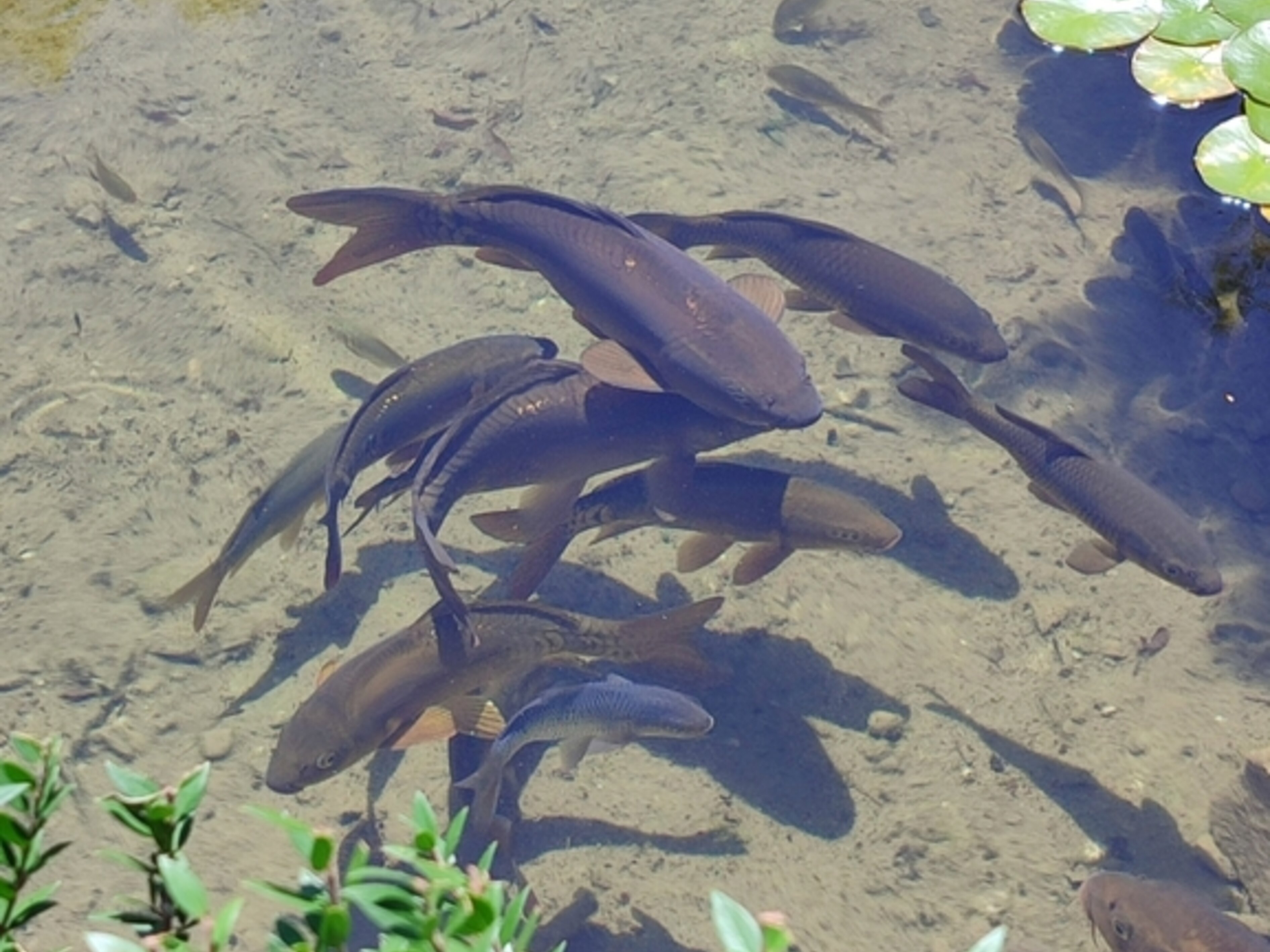 Common Carp | Nebraska Invasive Species Council | Nebraska