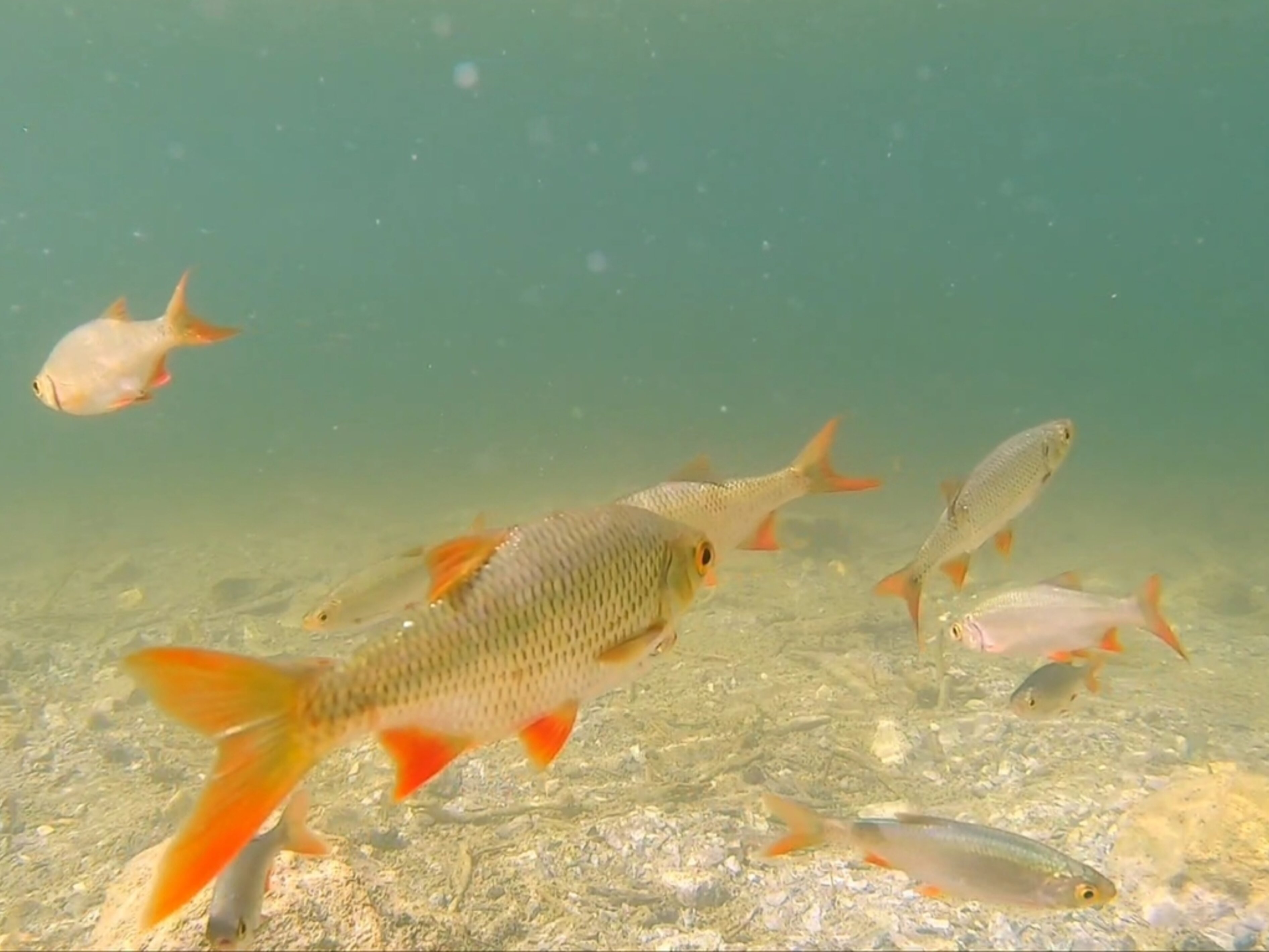 Rudd | Nebraska Invasive Species Council | Nebraska