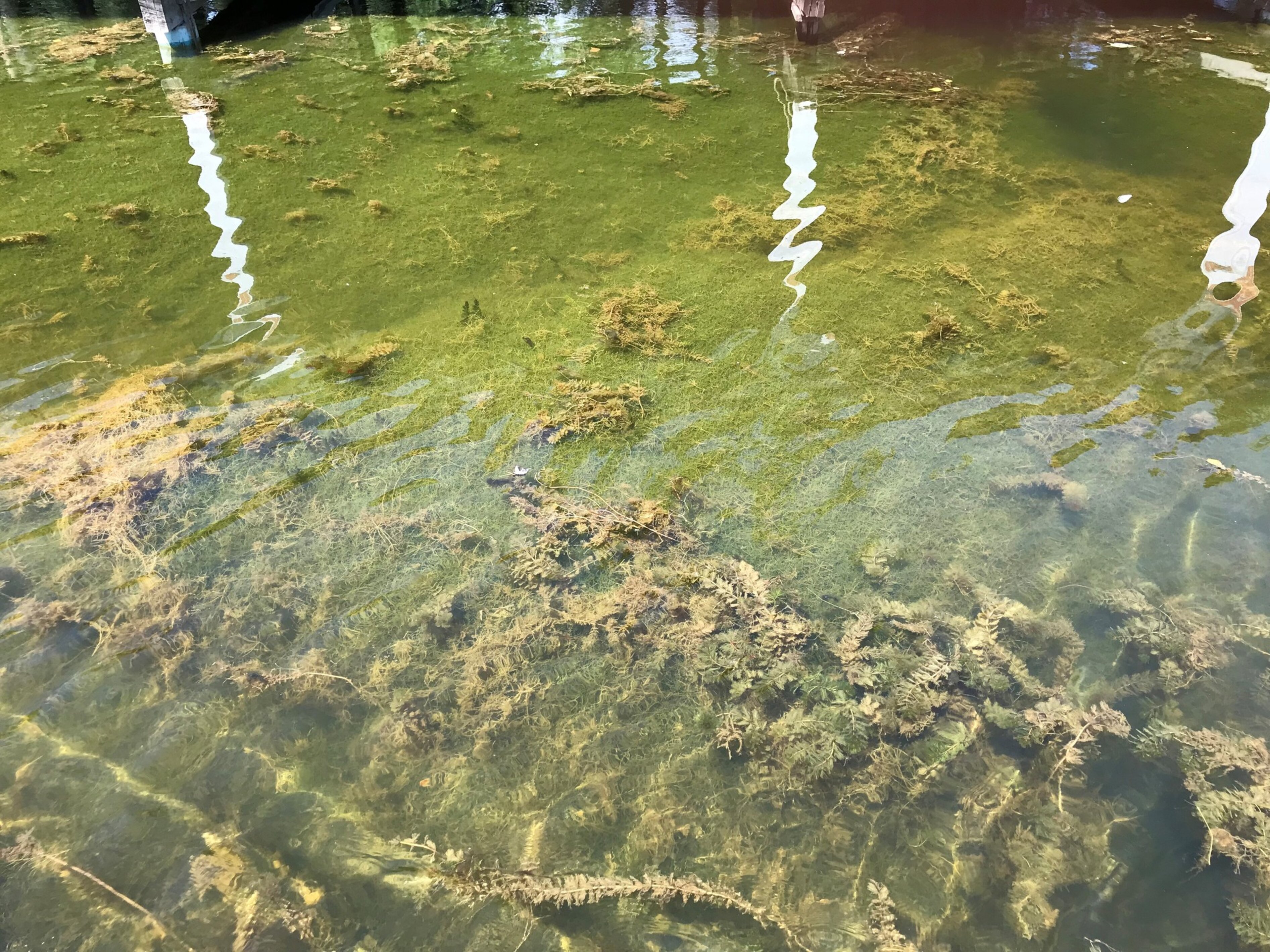 Starry Stonewort | Nebraska Invasive Species Council | Nebraska