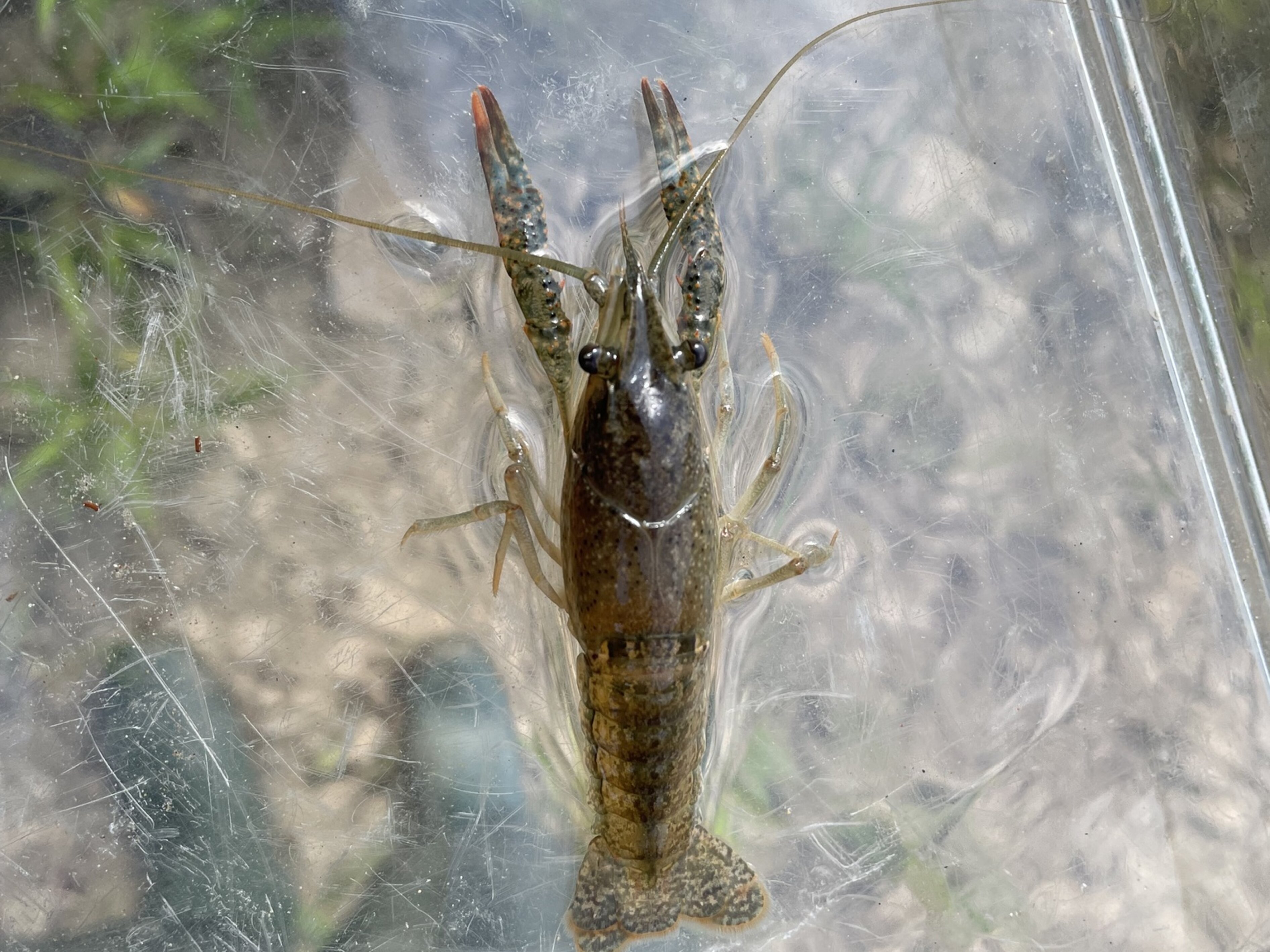 Red Swamp Crayfish | Nebraska Invasive Species Council | Nebraska