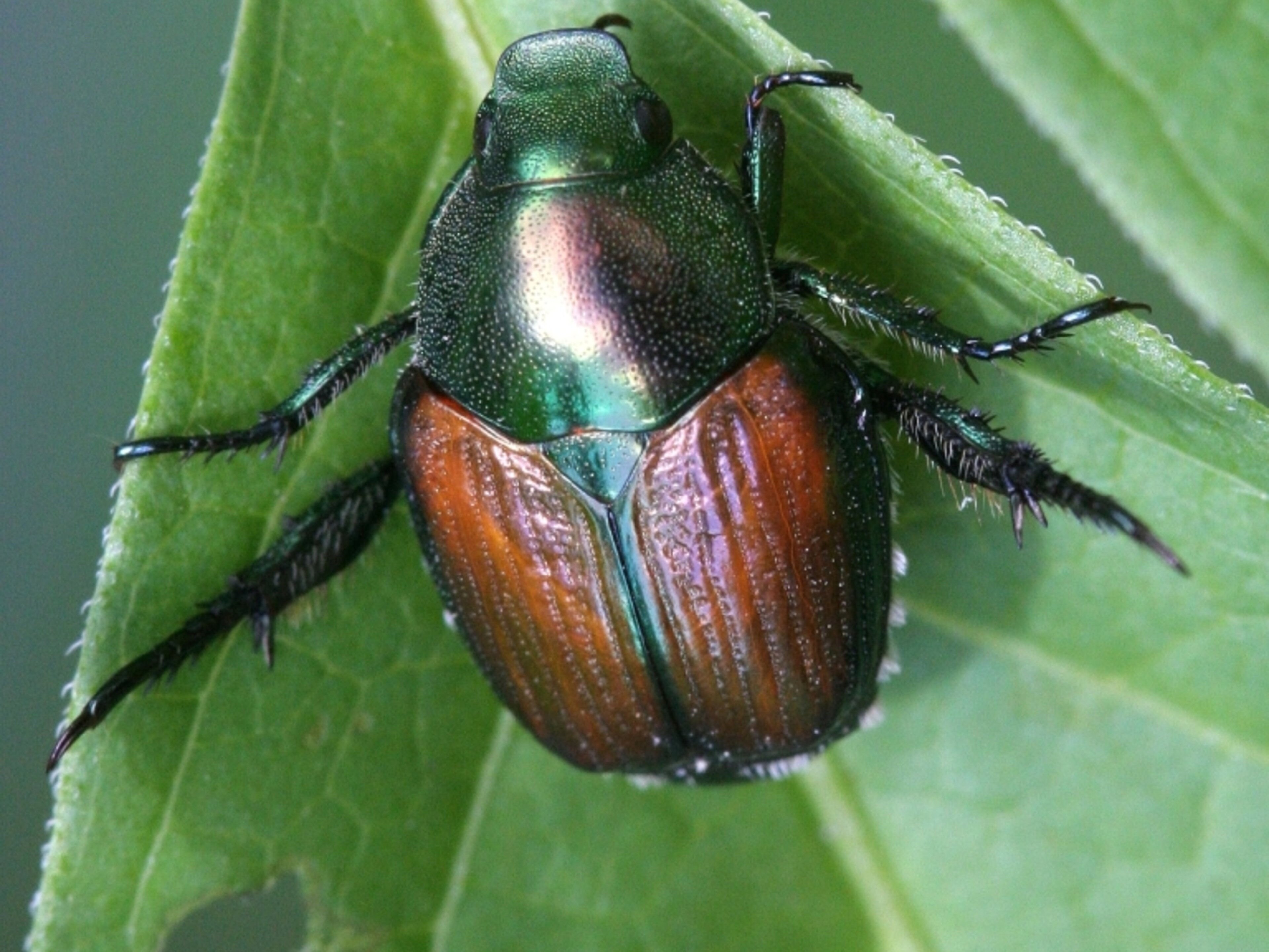 Terrestrial Invasive Insects | Nebraska Invasive Species Council | Nebraska
