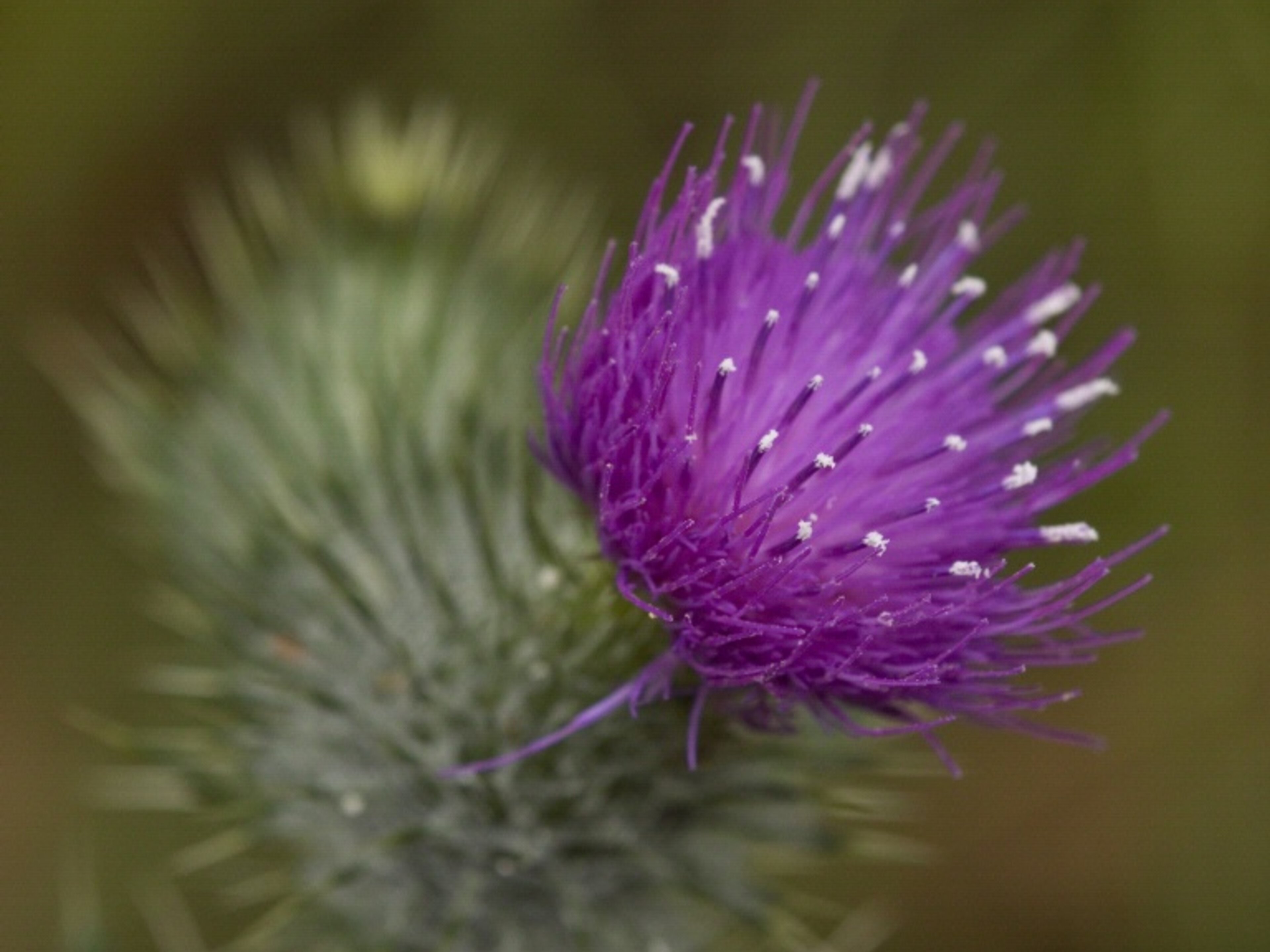 Terrestrial Invasive Plants | Nebraska Invasive Species Council | Nebraska