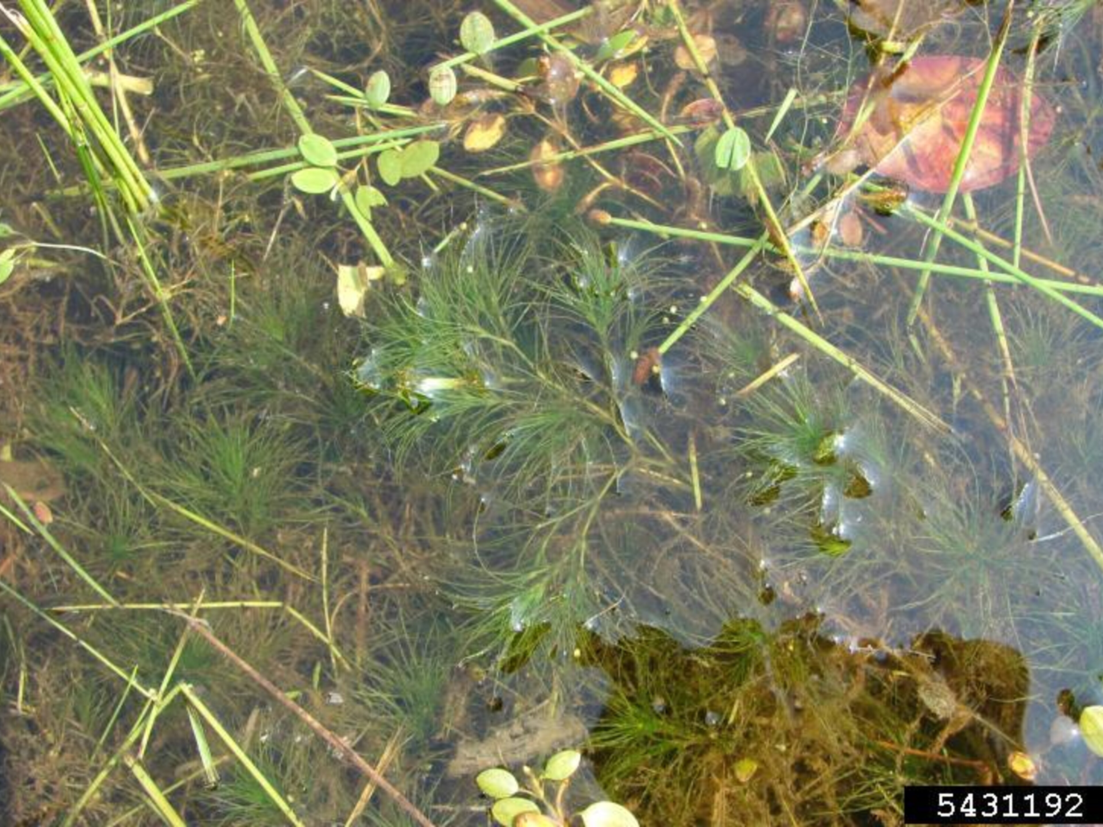 Aquatic Invasive Plants | Nebraska Invasive Species Council | Nebraska