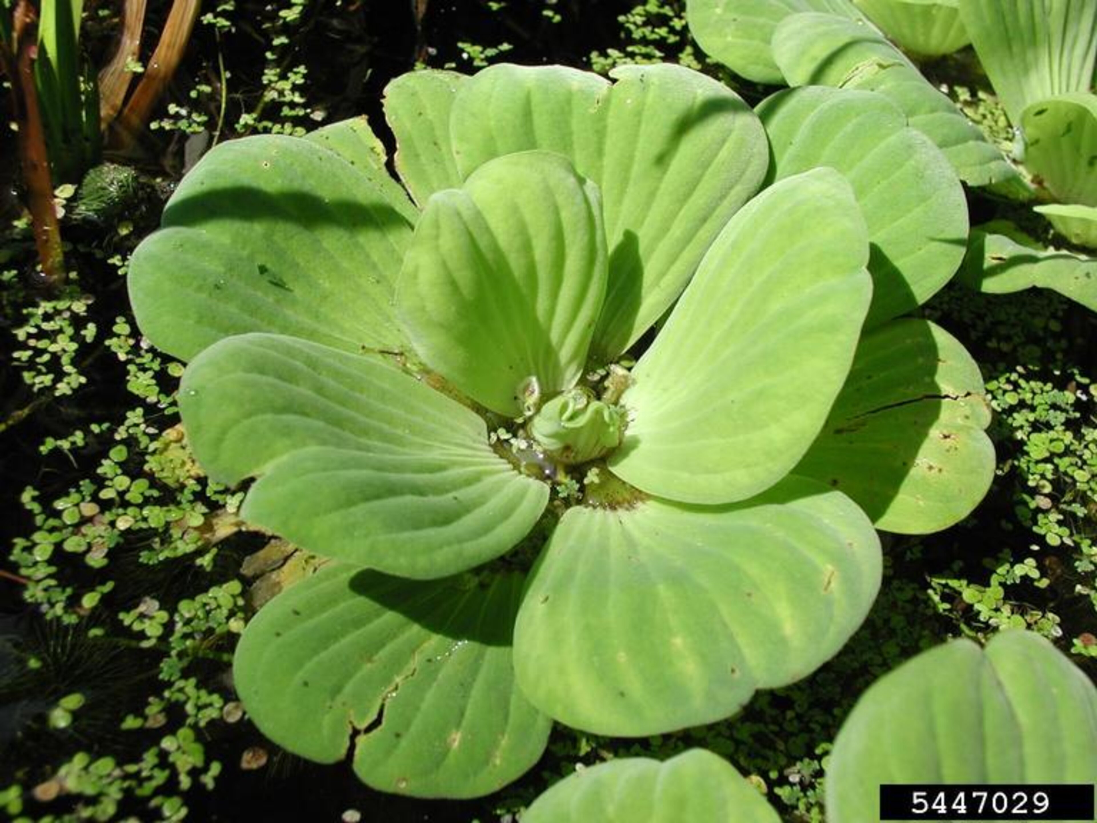 Aquatic Invasive Plants | Nebraska Invasive Species Council | Nebraska