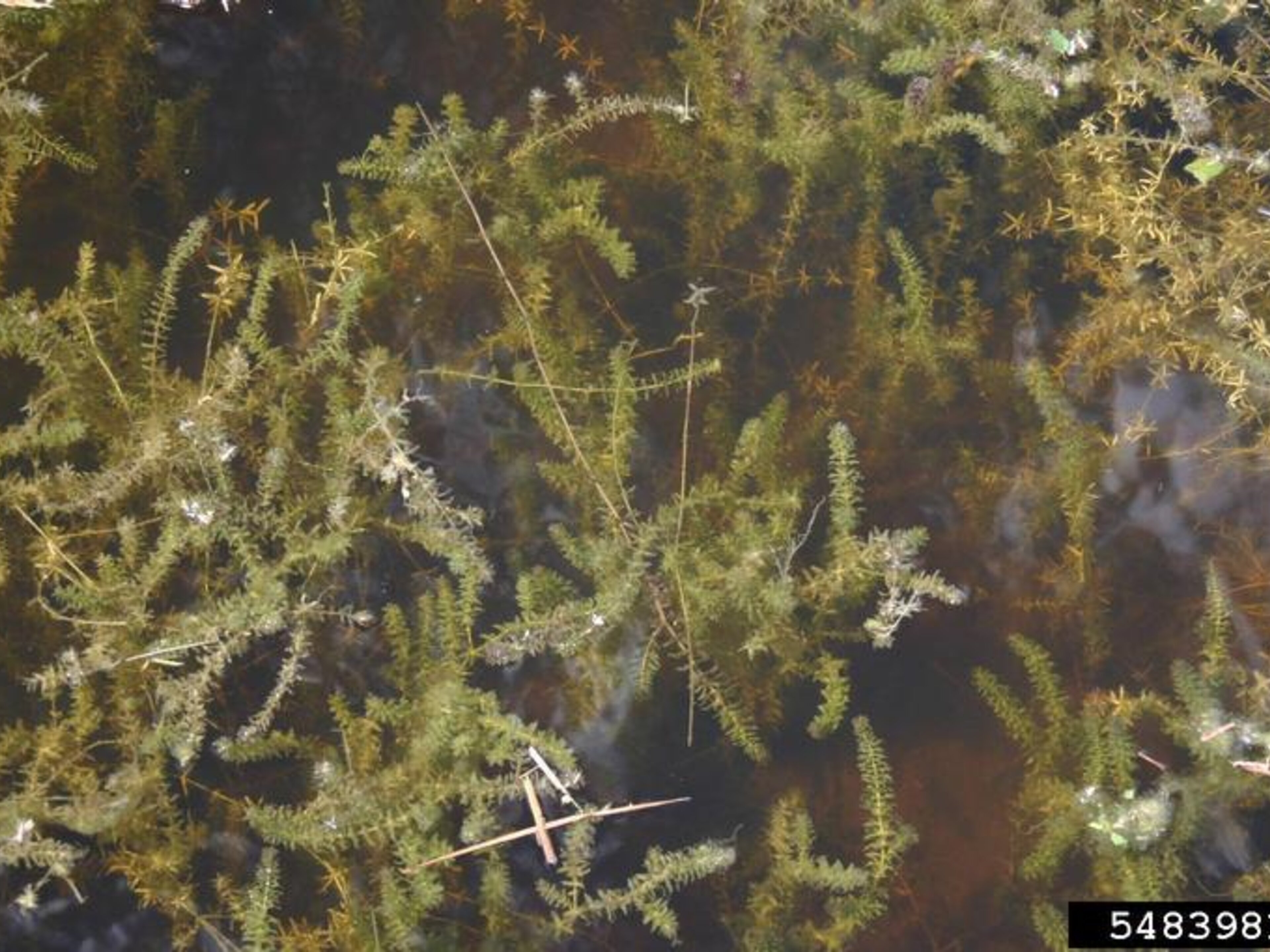 Aquatic Invasive Plants | Nebraska Invasive Species Council | Nebraska