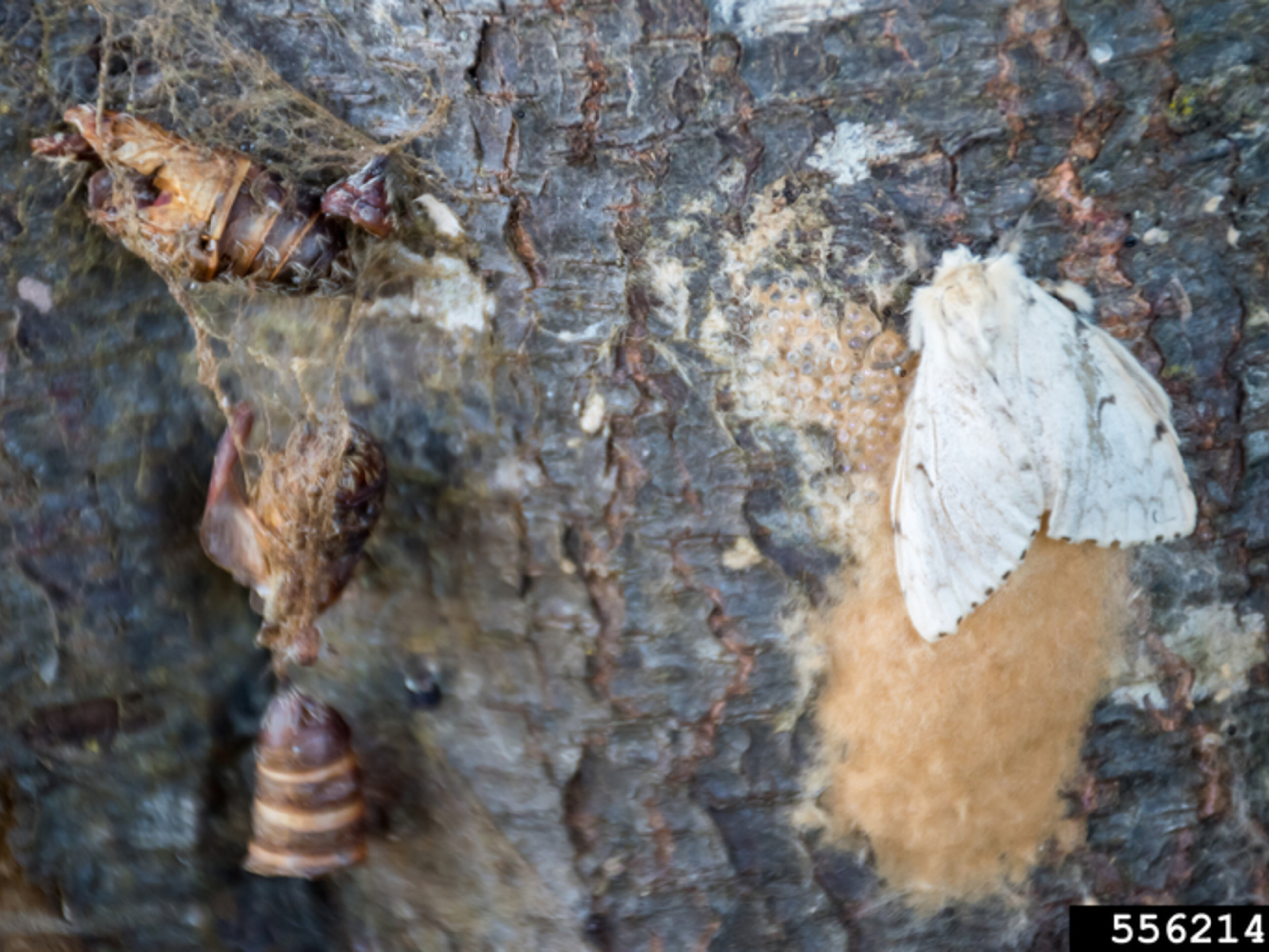 Terrestrial Invasive Insects | Nebraska Invasive Species Council | Nebraska