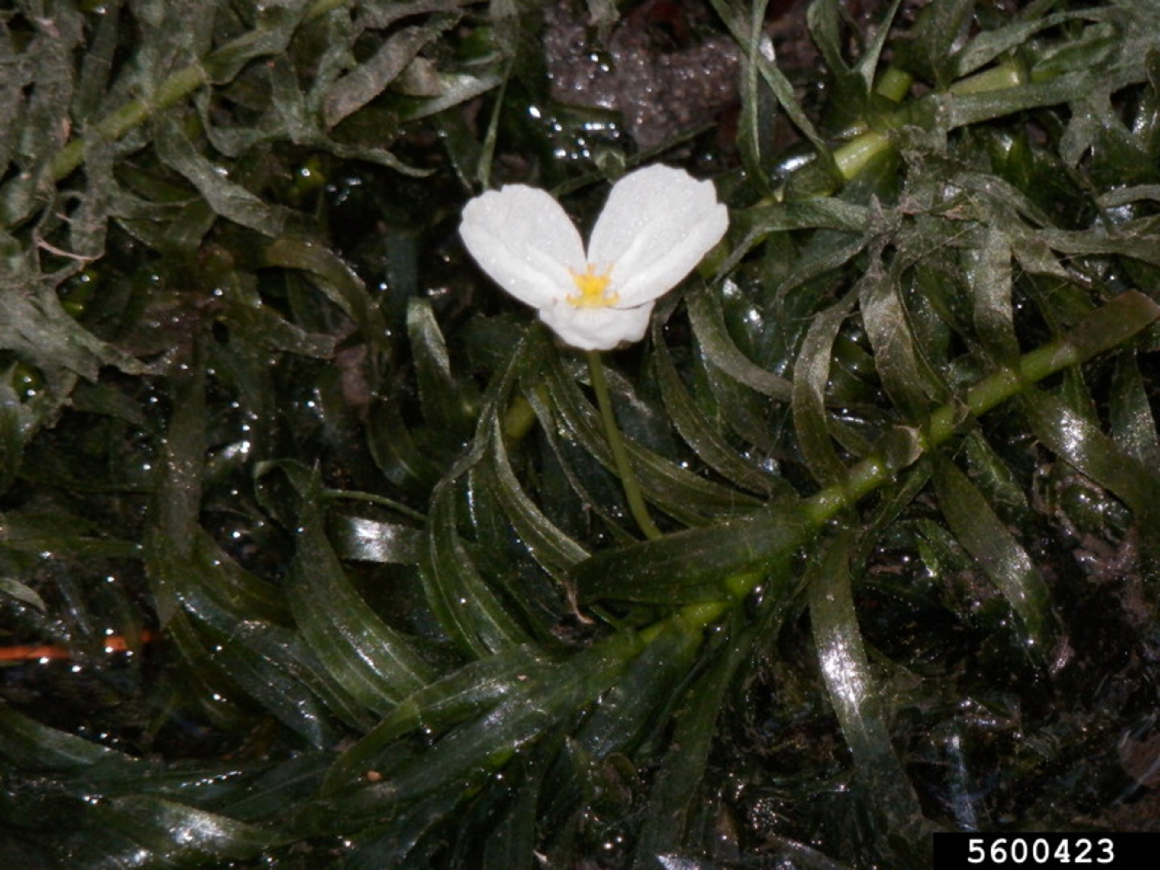 Aquatic Invasive Plants | Nebraska Invasive Species Council | Nebraska