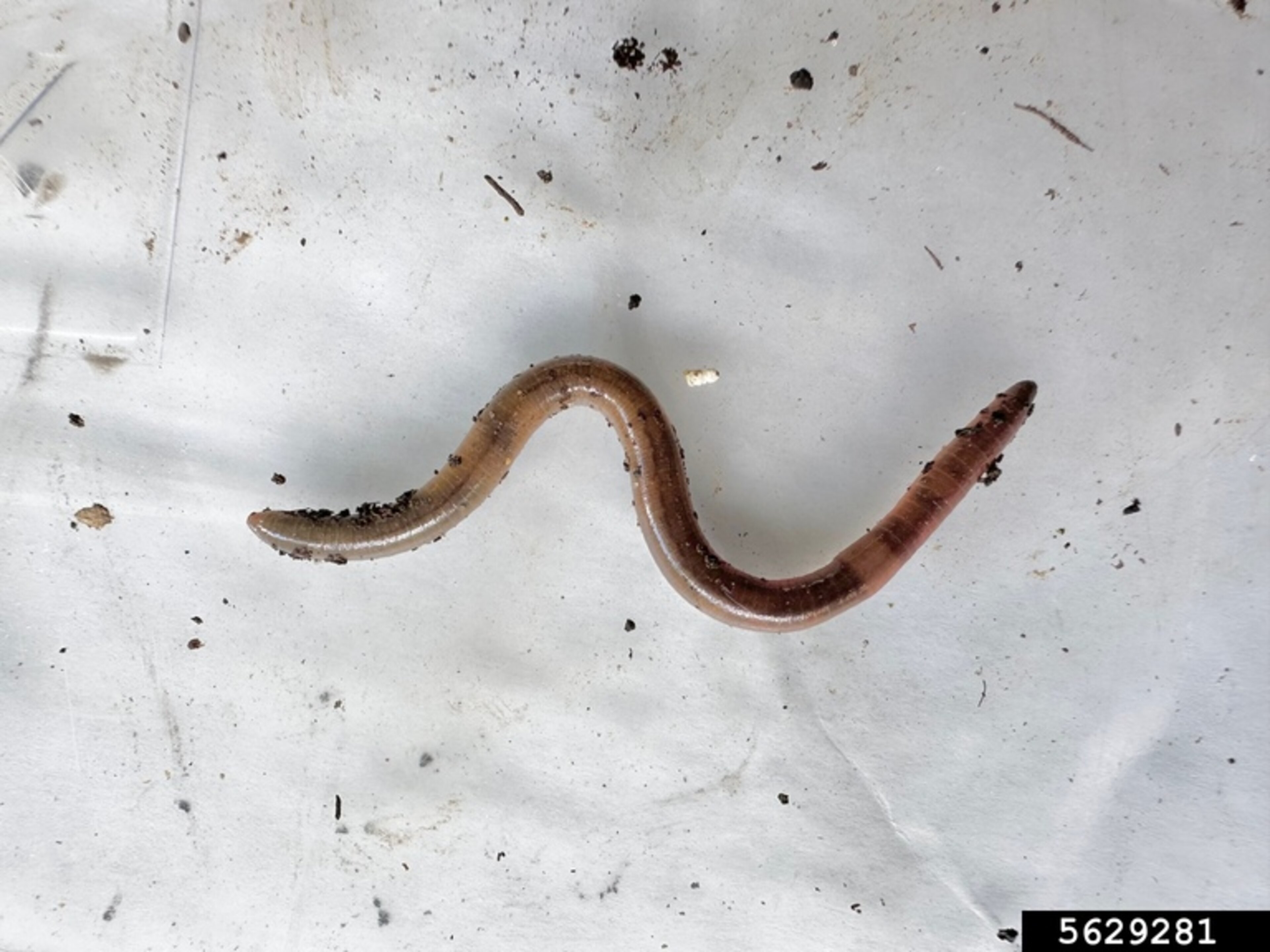Terrestrial Invasive Insects | Nebraska Invasive Species Council | Nebraska