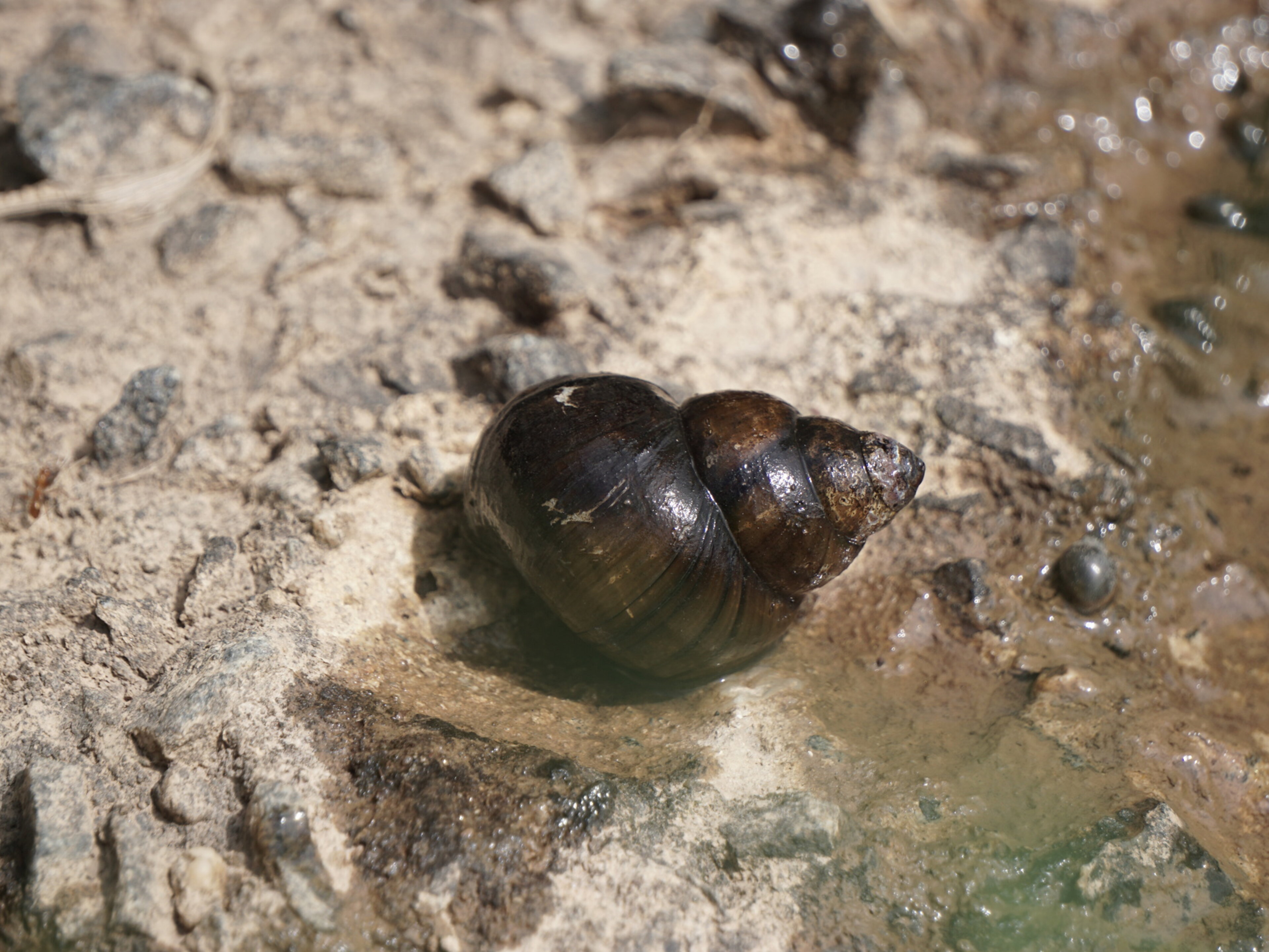 Aquatic Invasive Animals | Nebraska Invasive Species Council | Nebraska