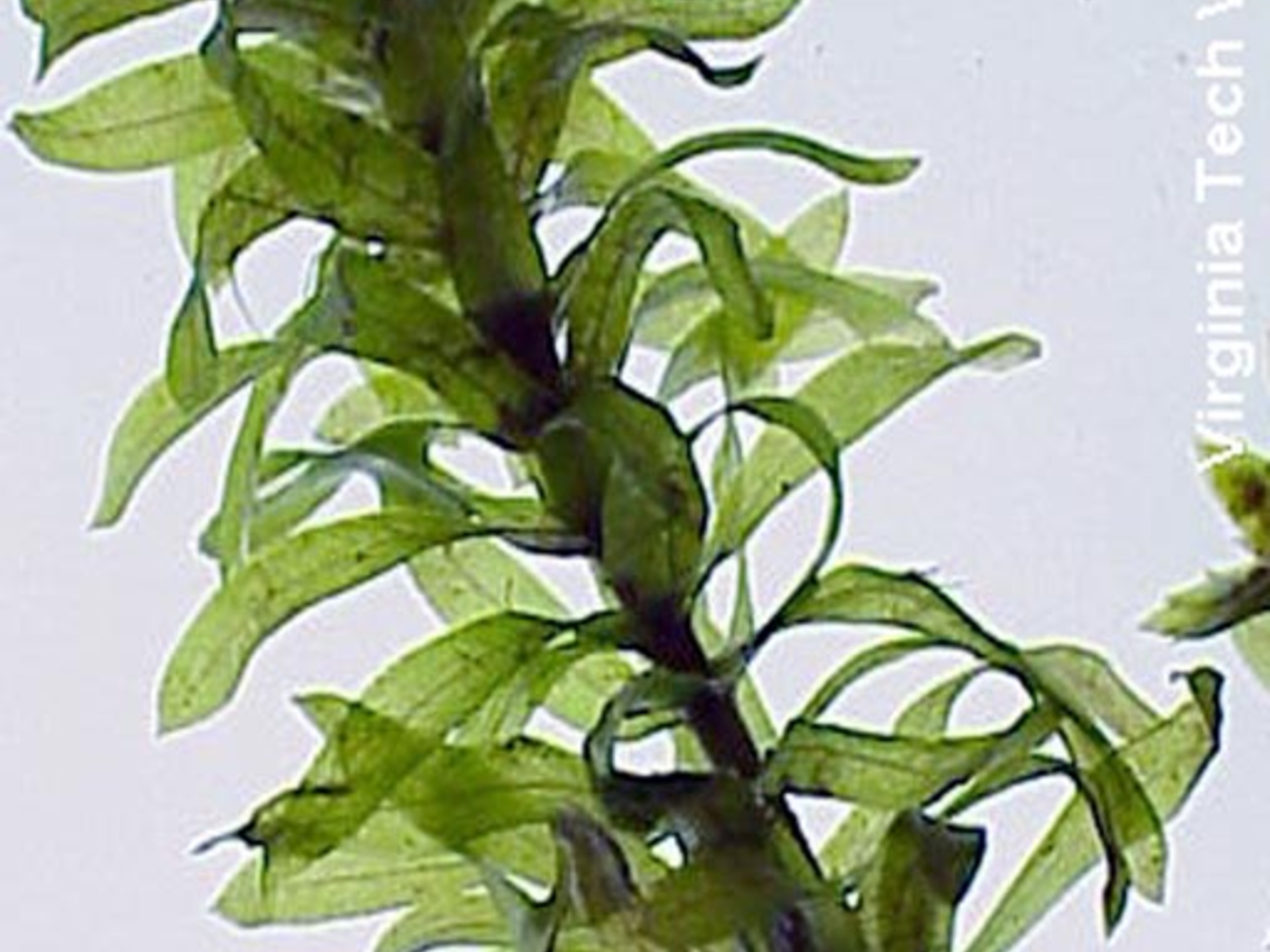 Elodea | Nebraska Invasive Species Council | Nebraska