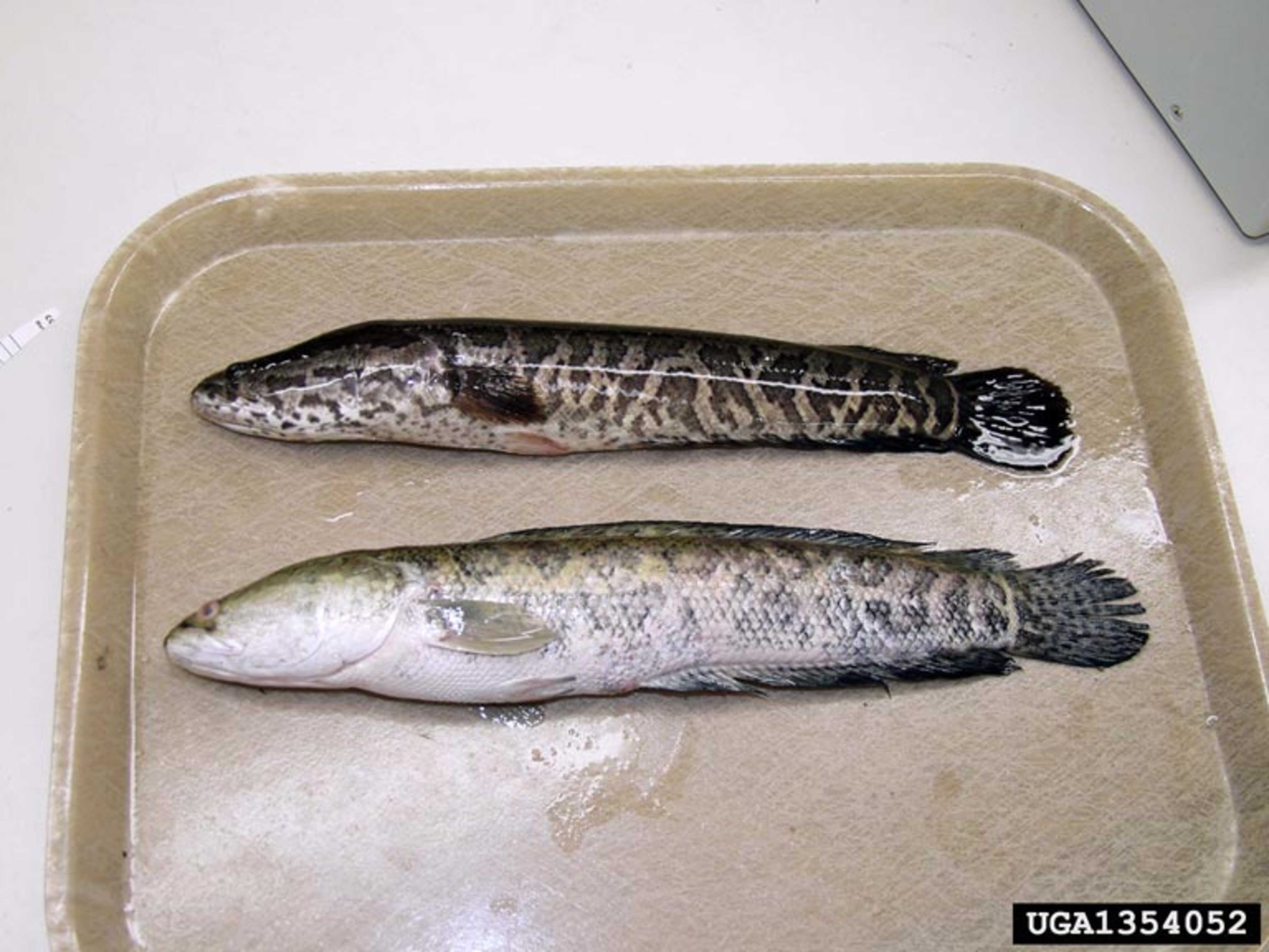 Snakehead | Nebraska Invasive Species Council | Nebraska