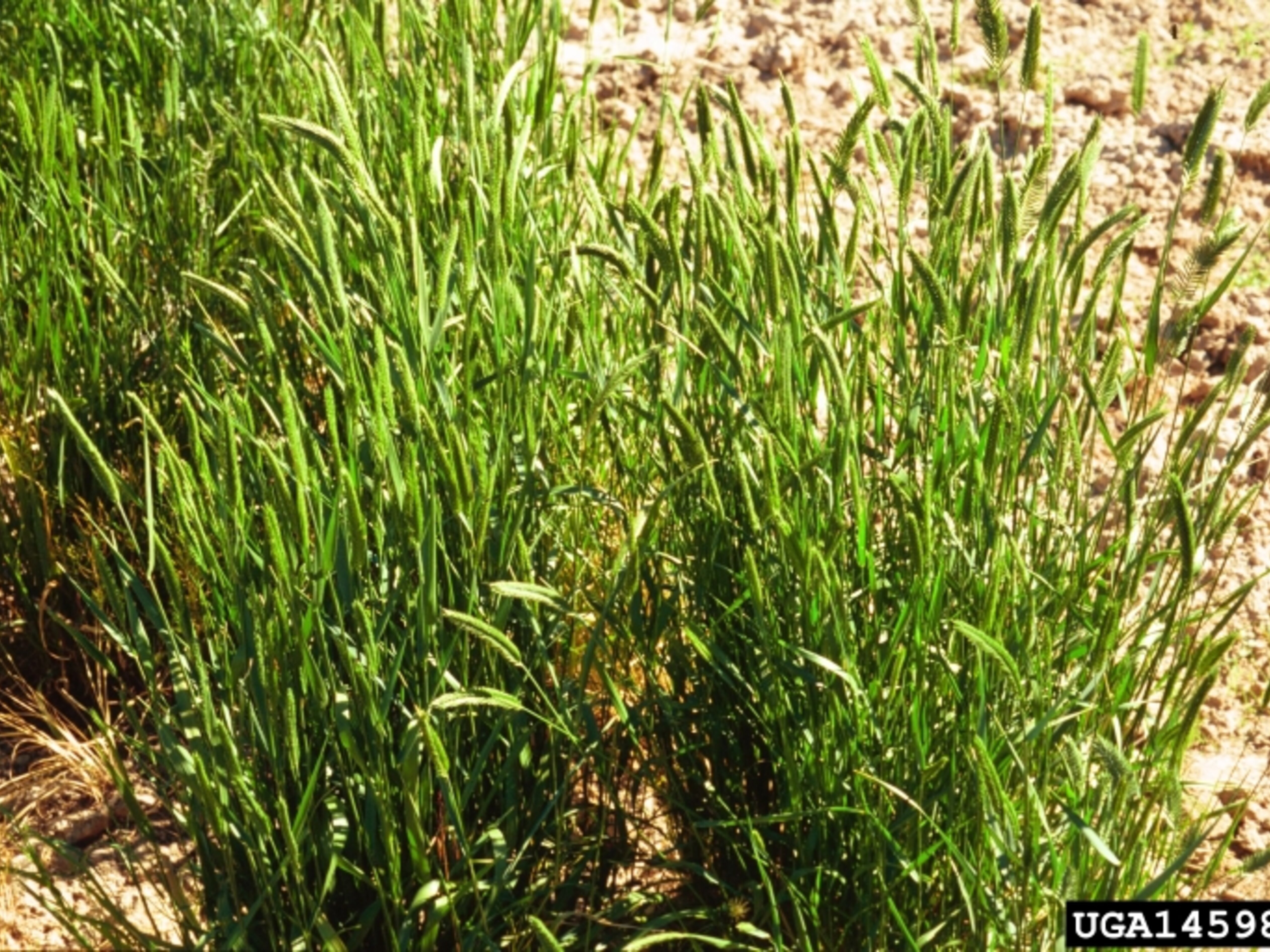 Crested Wheatgrass | Nebraska Invasive Species Council | Nebraska