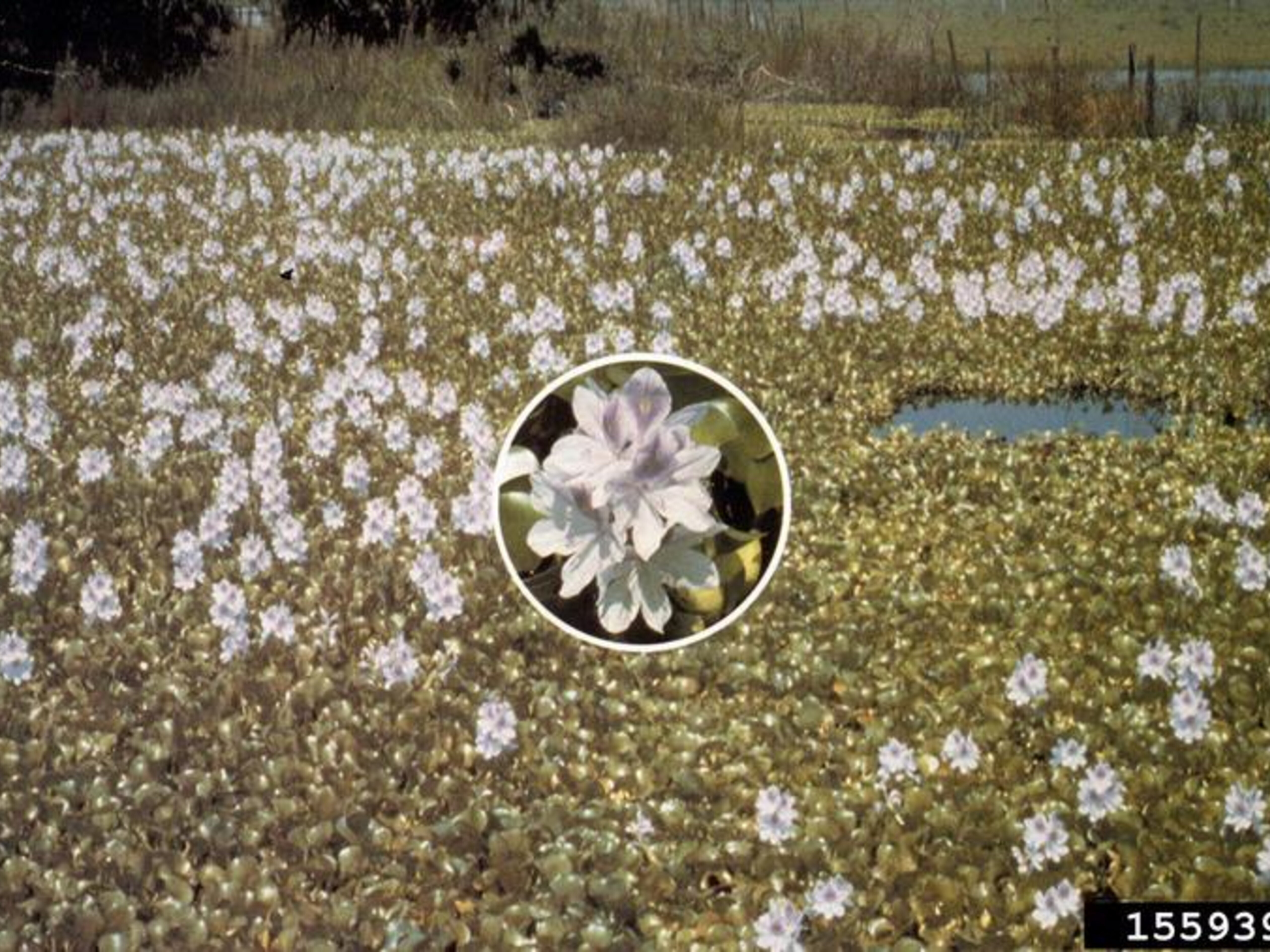 Water Hyacinth | Nebraska Invasive Species Council | Nebraska