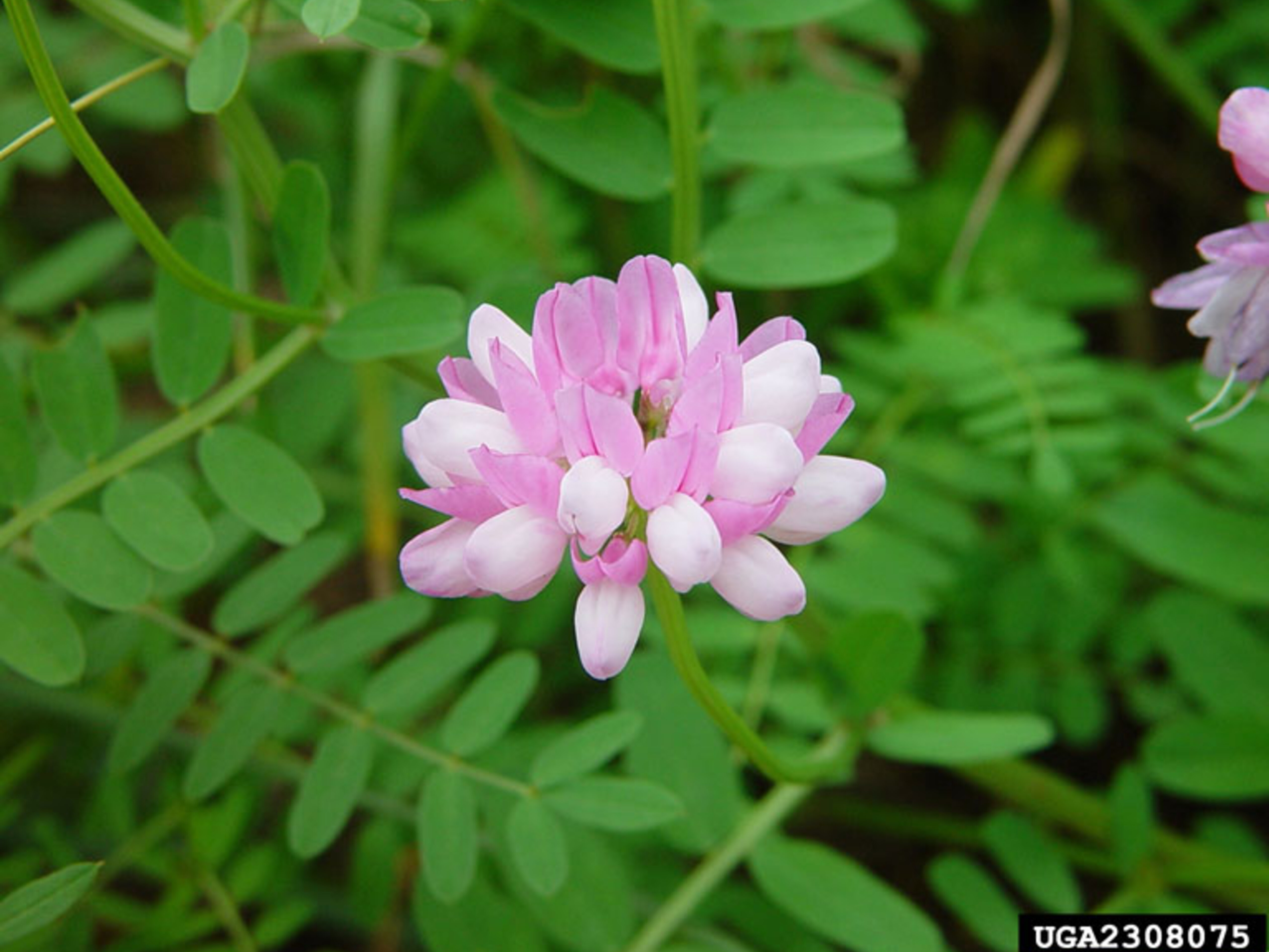 Crownvetch | Nebraska Invasive Species Council | Nebraska