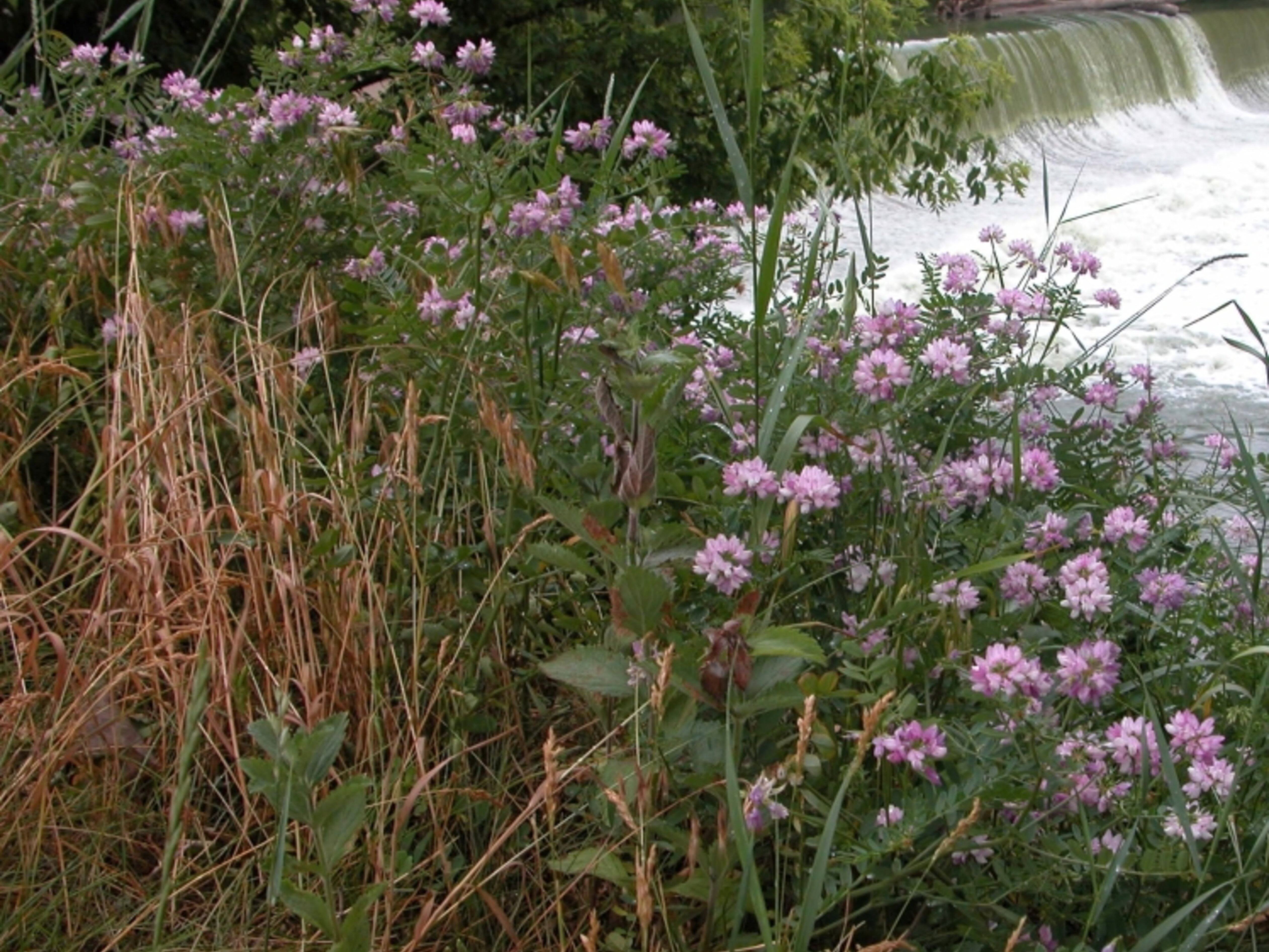 Crownvetch | Nebraska Invasive Species Council | Nebraska