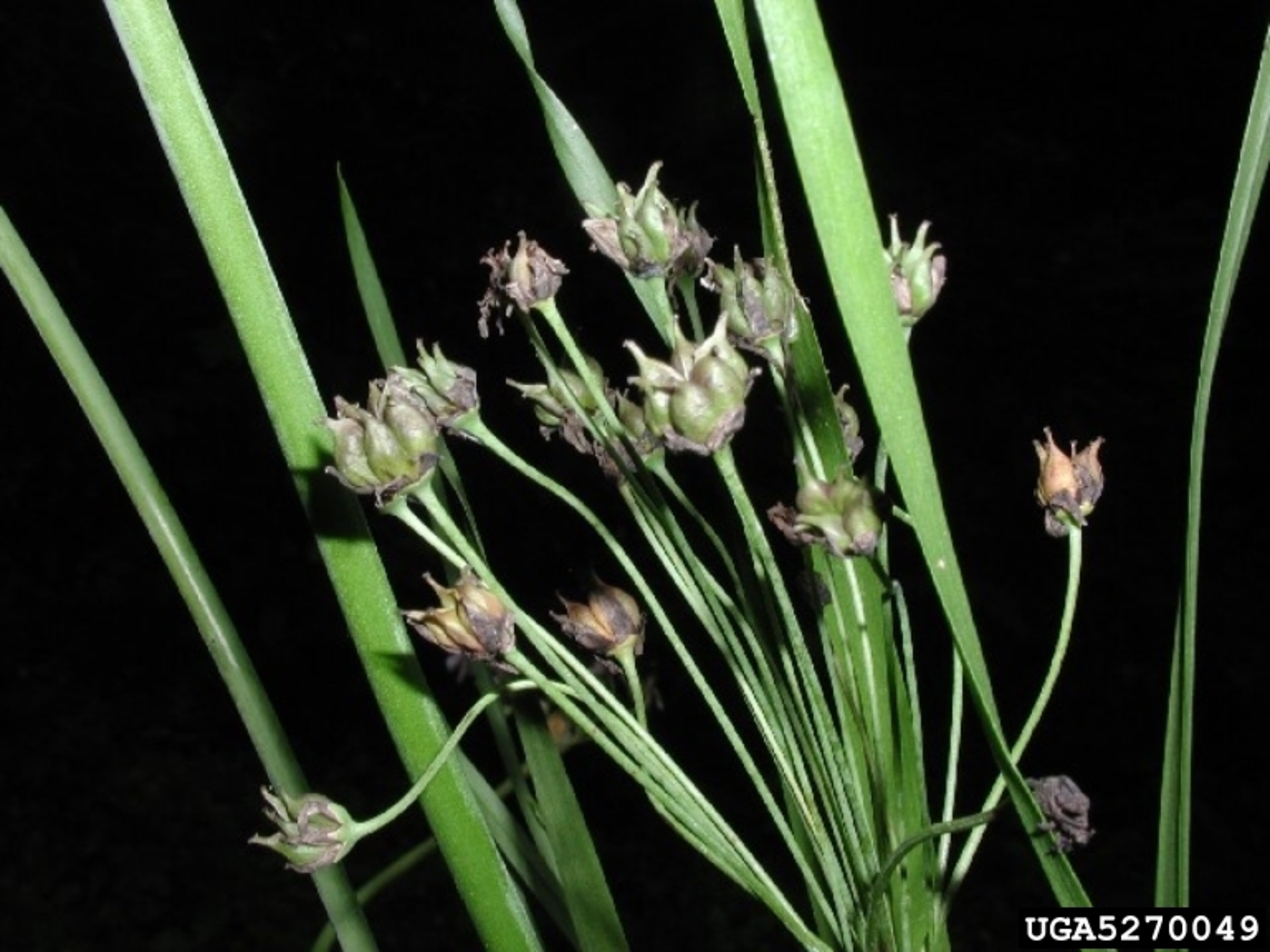Flowering Rush | Nebraska Invasive Species Council | Nebraska