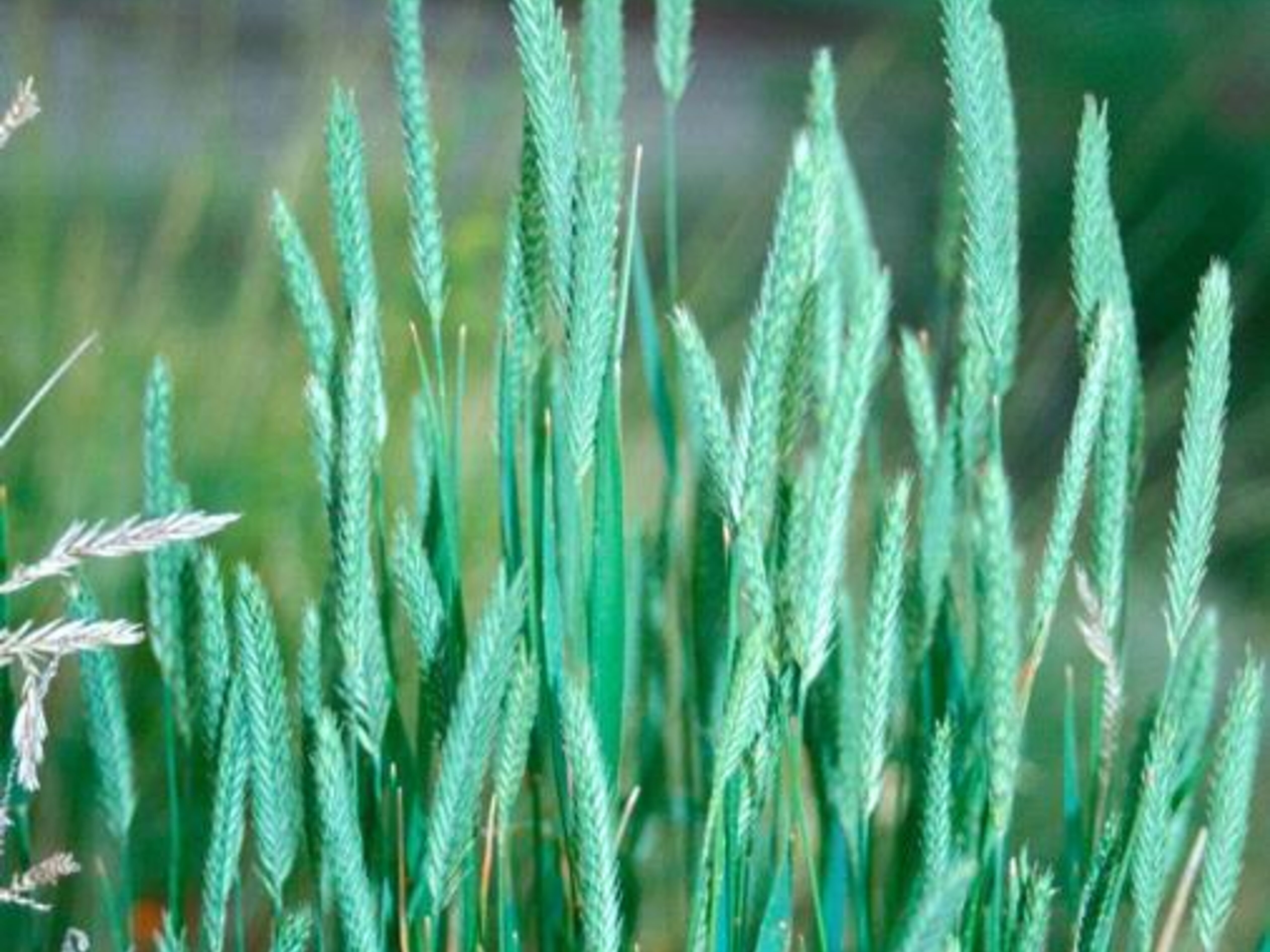 Crested Wheatgrass | Nebraska Invasive Species Council | Nebraska