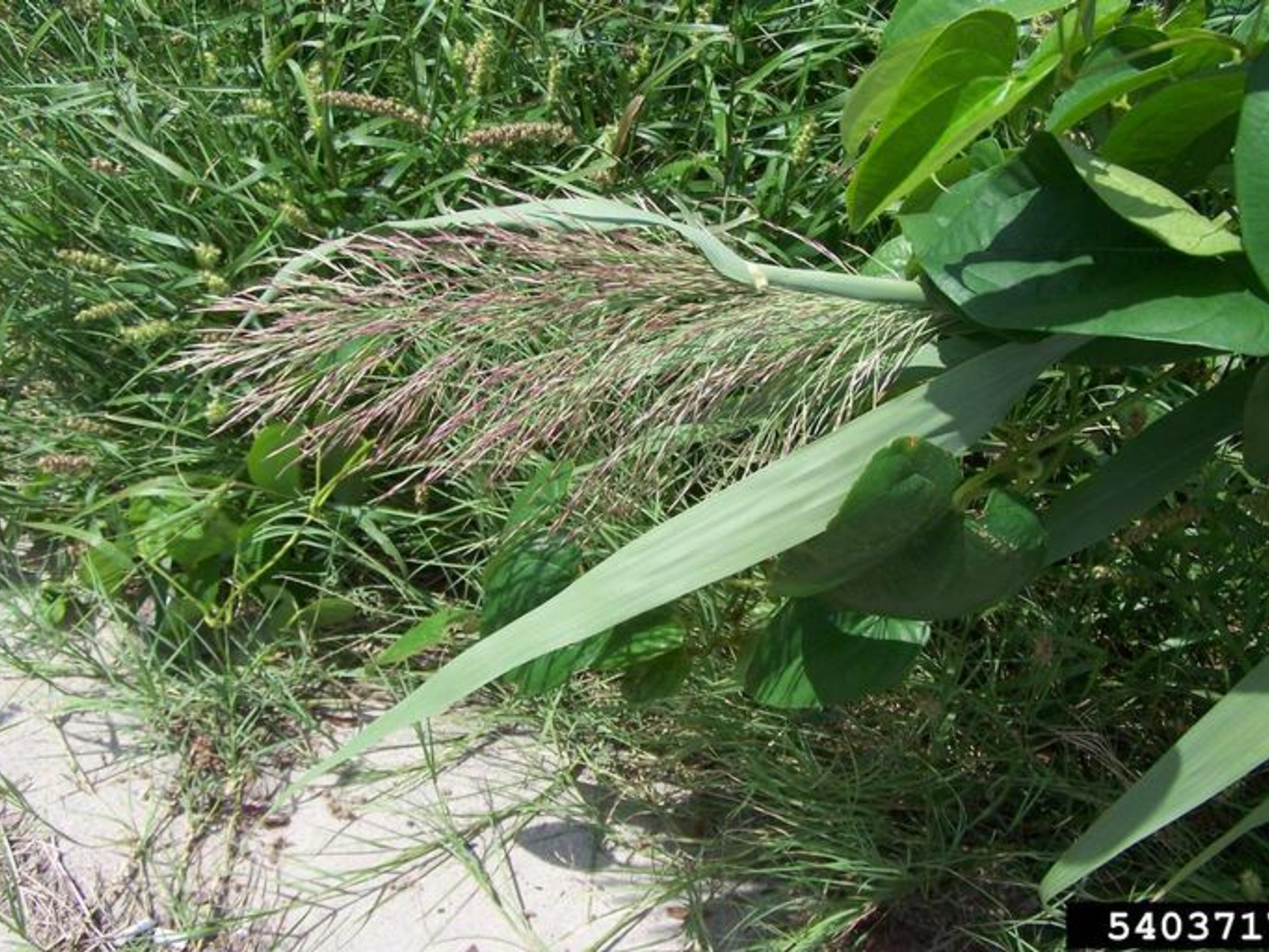 Giant Reed | Nebraska Invasive Species Council | Nebraska