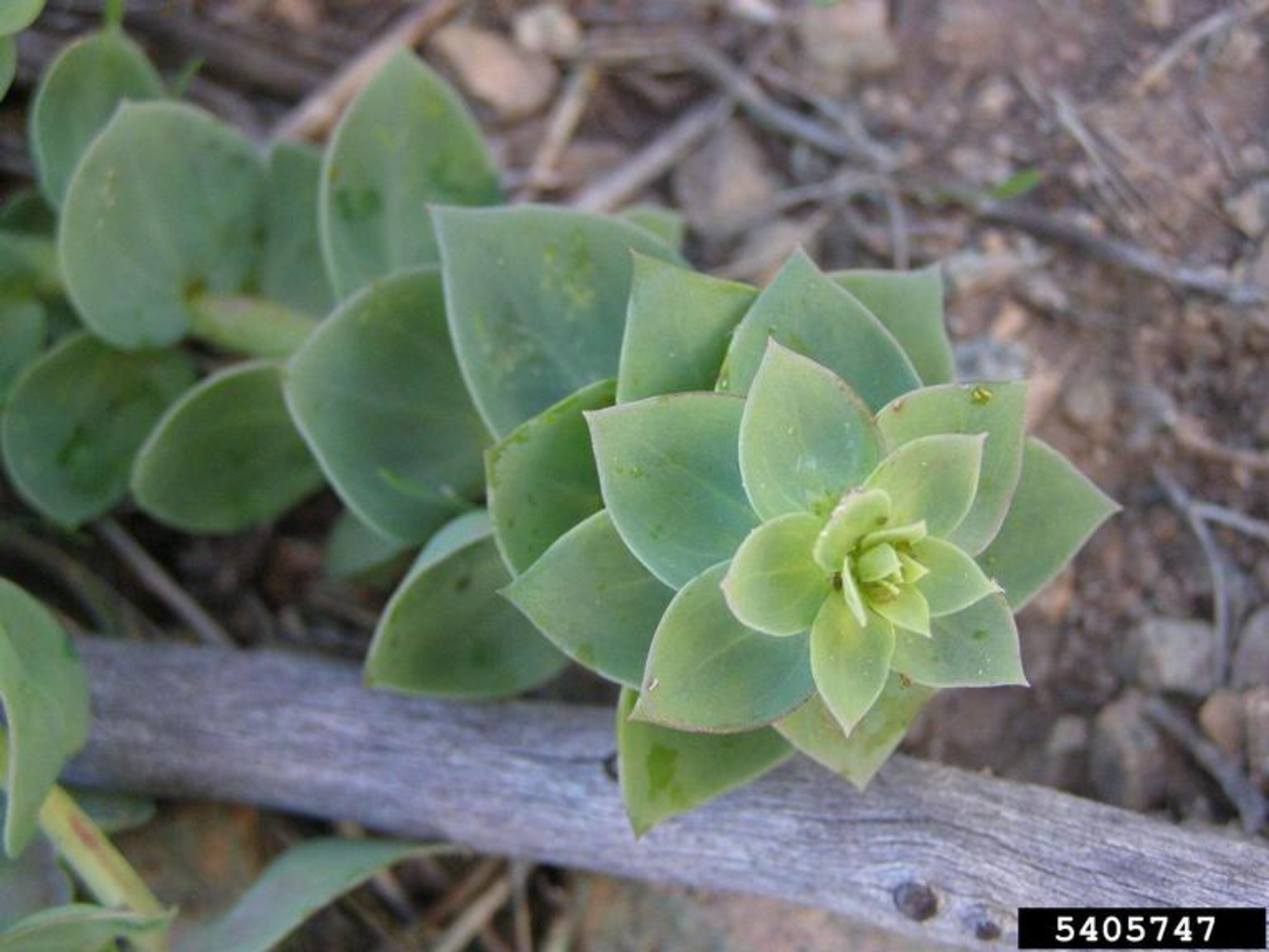 Dalmatian Toadflax | Nebraska Invasive Species Council | Nebraska