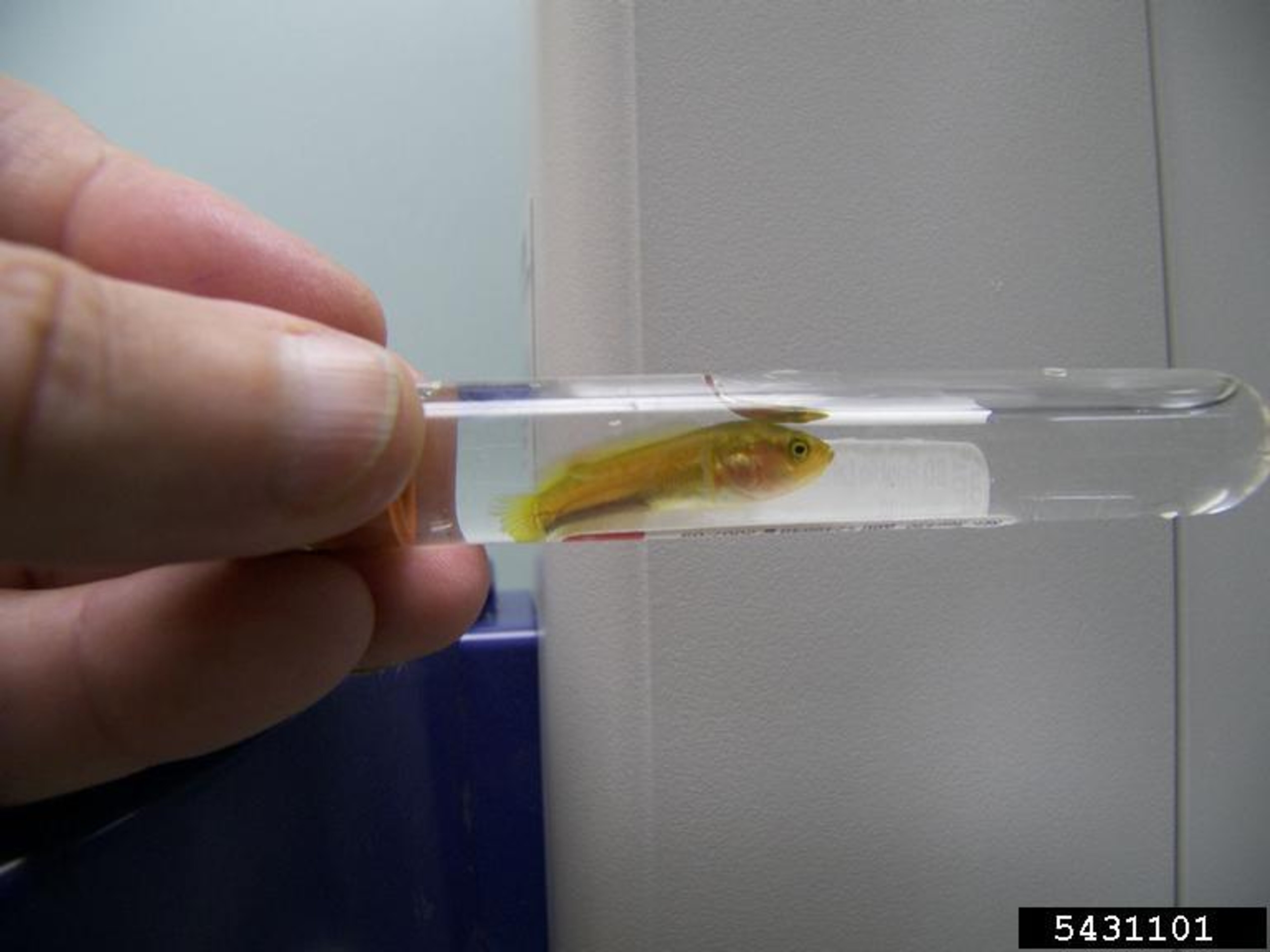 Snakehead | Nebraska Invasive Species Council | Nebraska