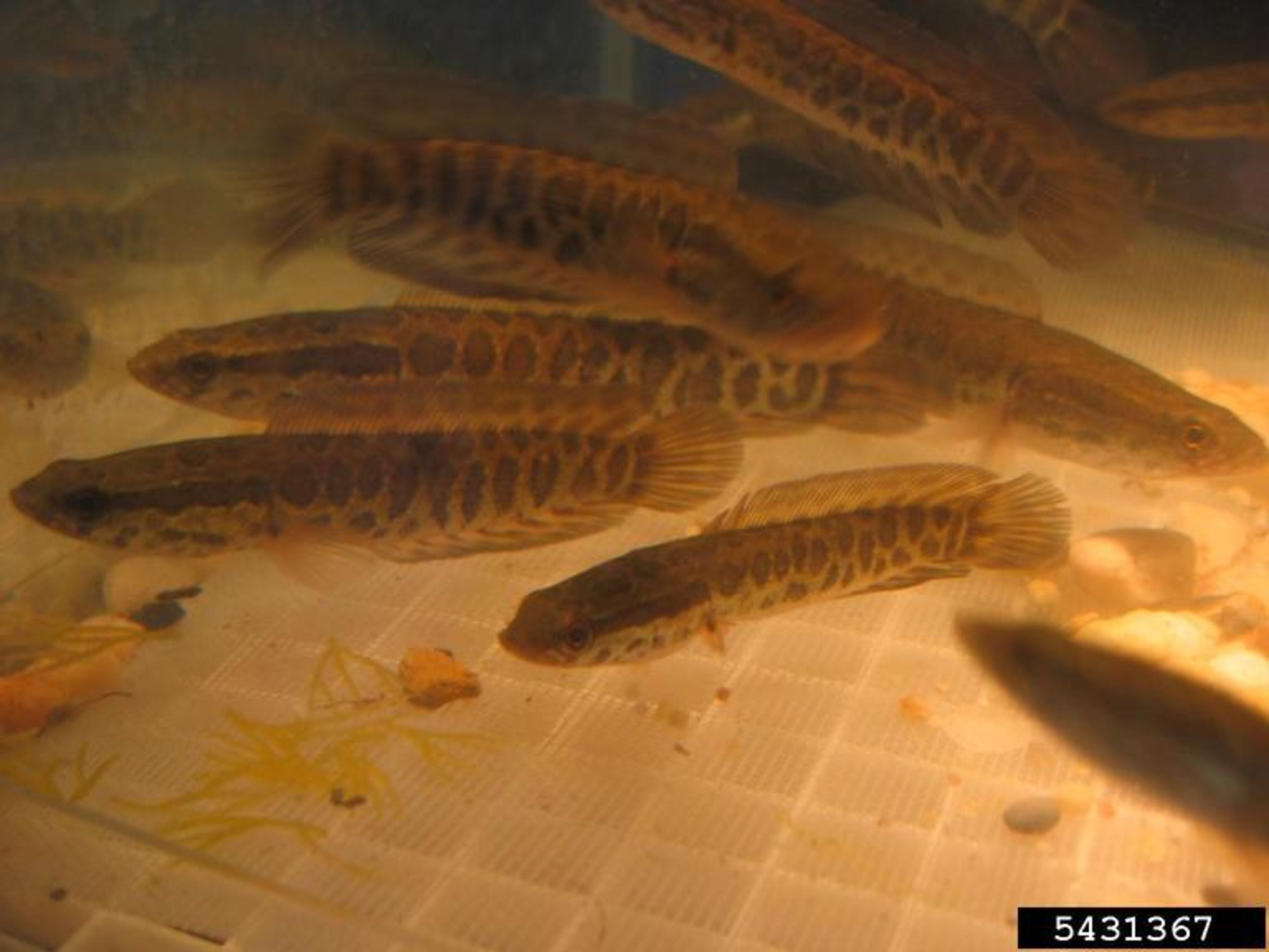 Snakehead | Nebraska Invasive Species Council | Nebraska