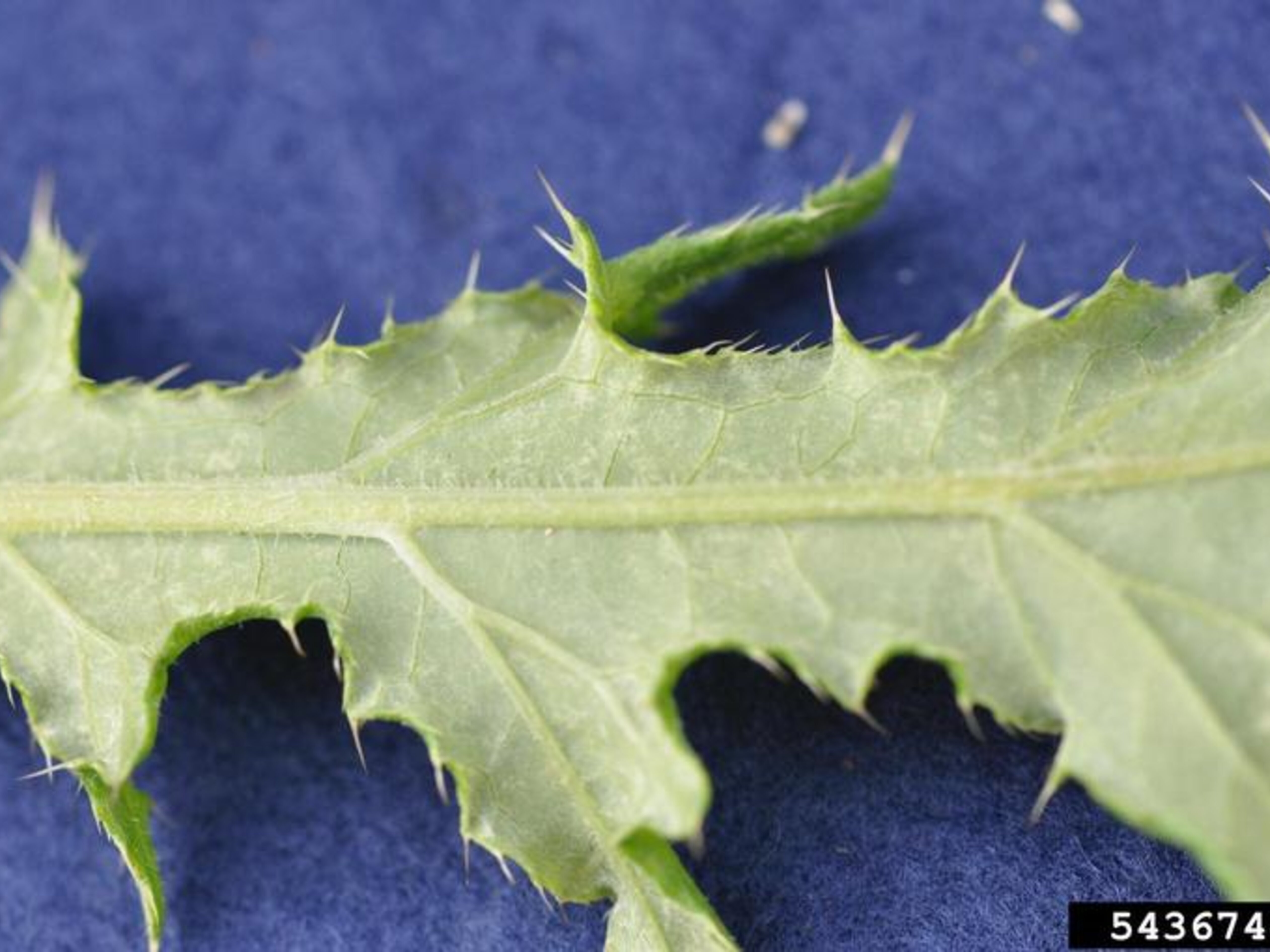 Canada Thistle | Nebraska Invasive Species Council | Nebraska