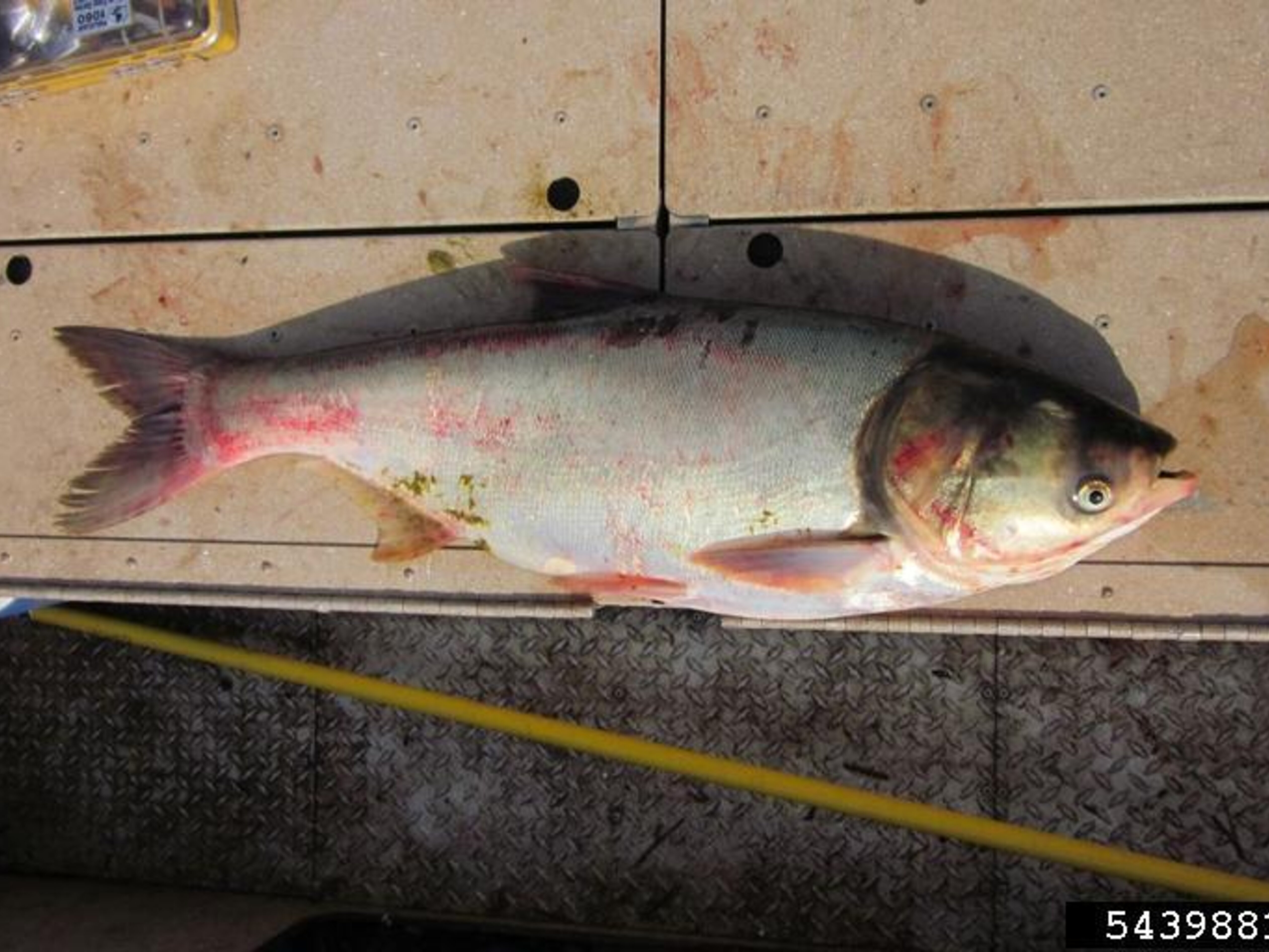 Silver Carp | Nebraska Invasive Species Council | Nebraska