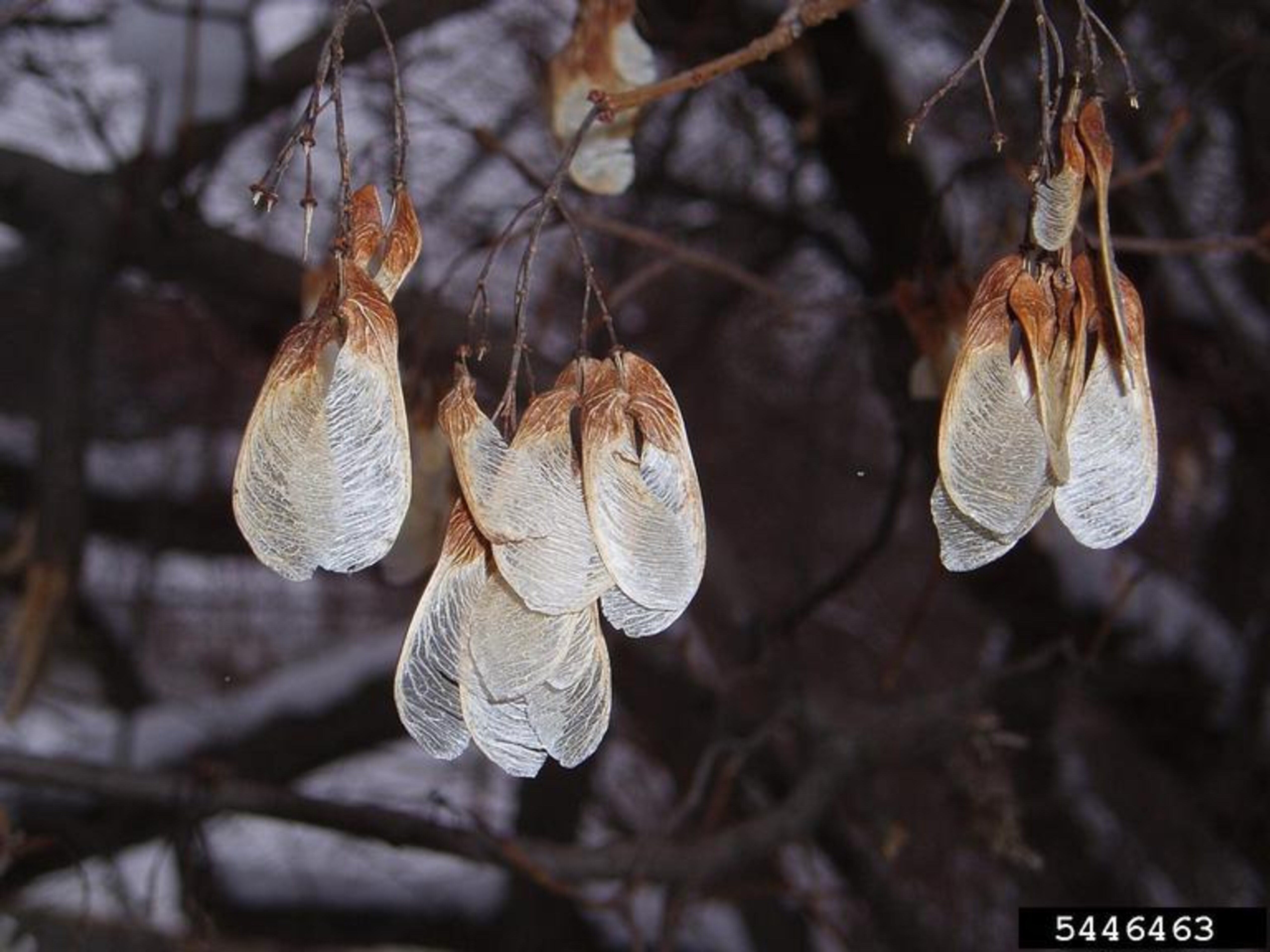 Amur Maple | Nebraska Invasive Species Council | Nebraska