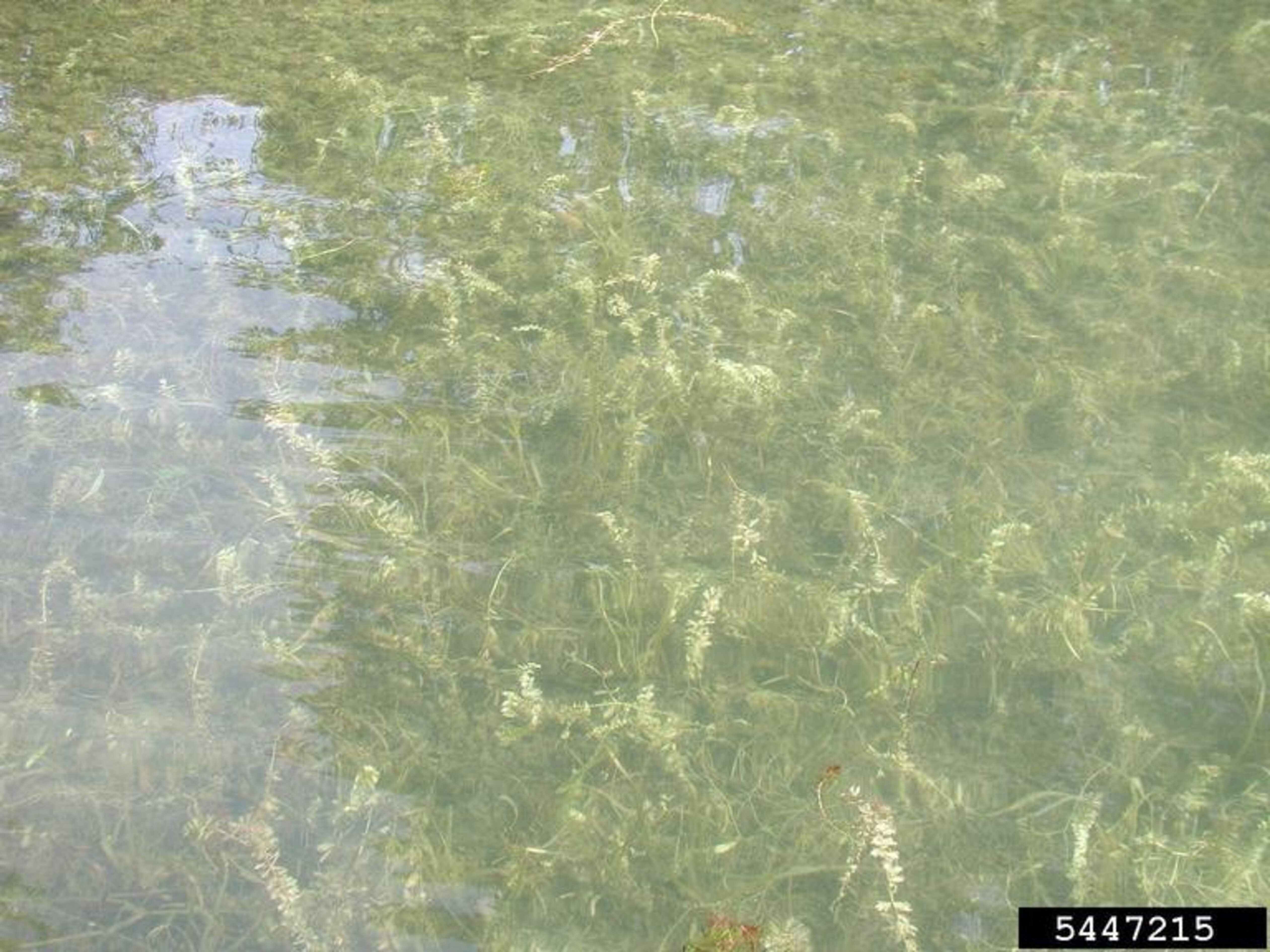 Spiked Watermilfoil | Nebraska Invasive Species Council | Nebraska