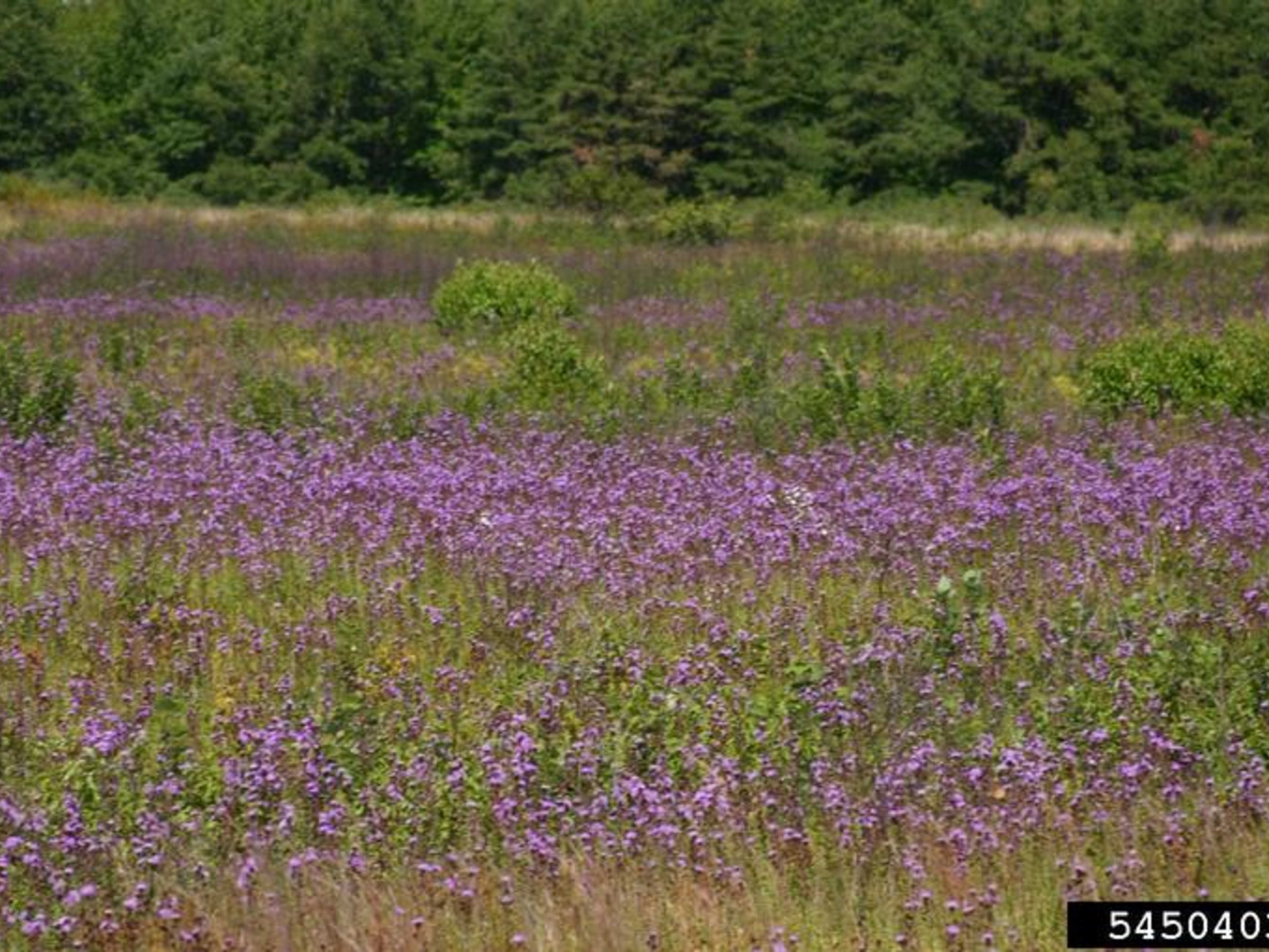 Canada Thistle | Nebraska Invasive Species Council | Nebraska